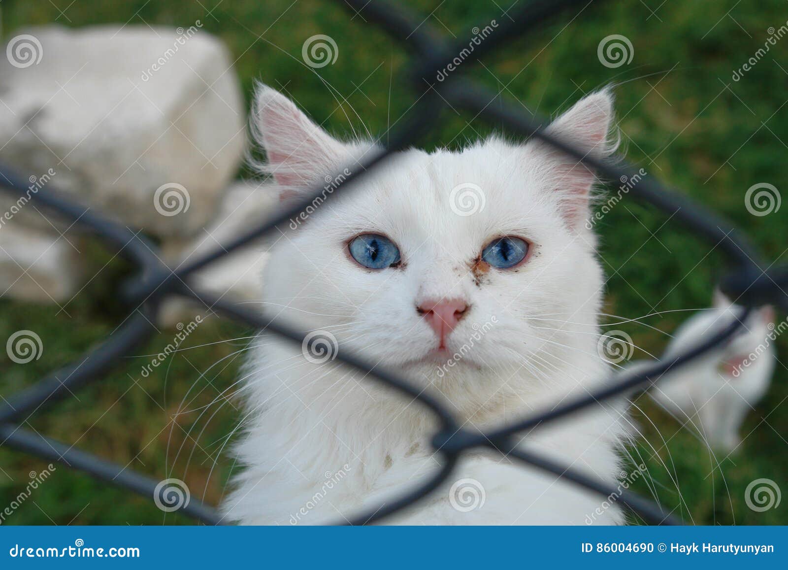 Van cat stock photo. Image of armenian, kitten, blue - 86004690