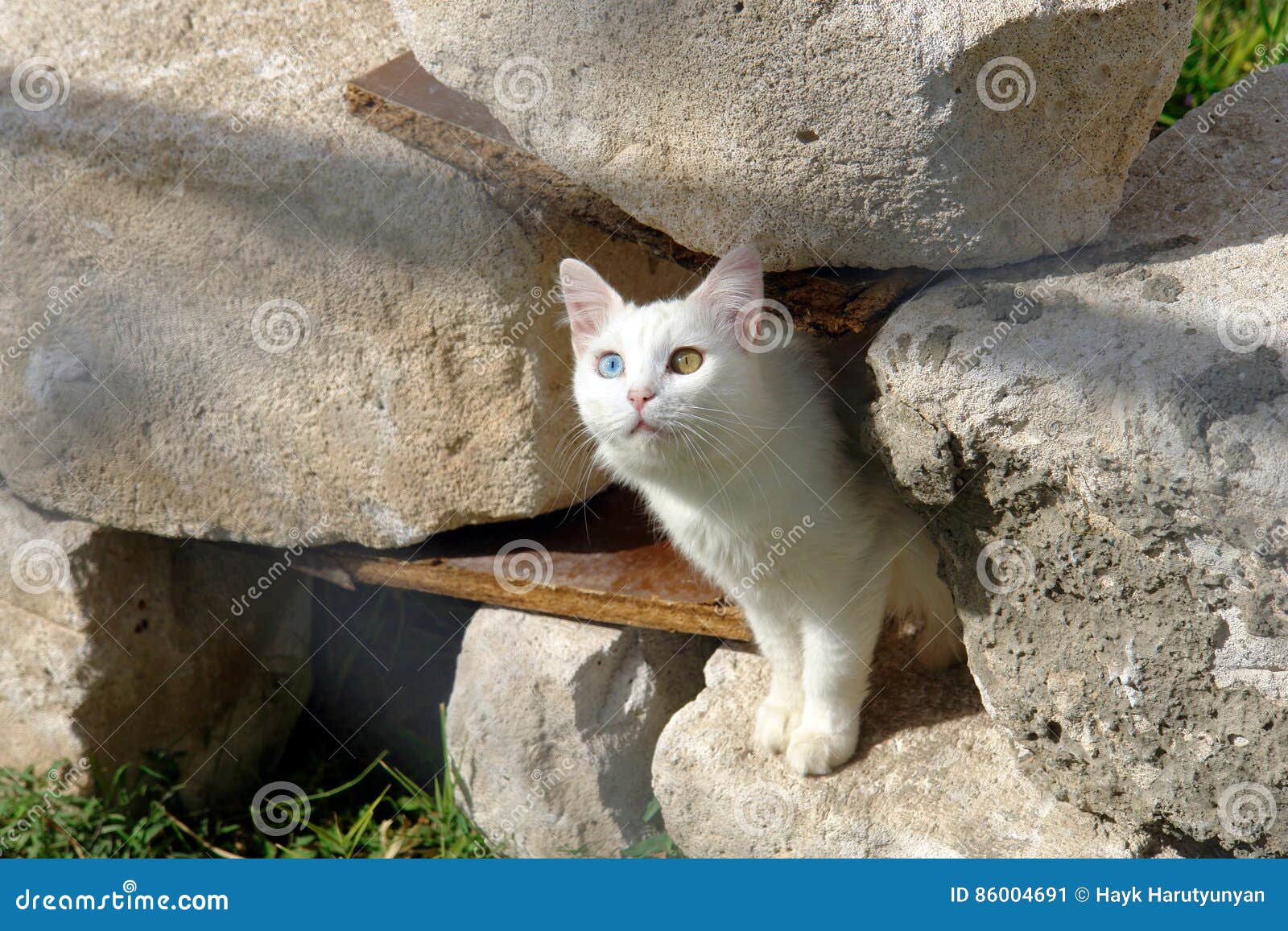 Van cat stock image. Image of pussycat, armenian, turkish - 86004691