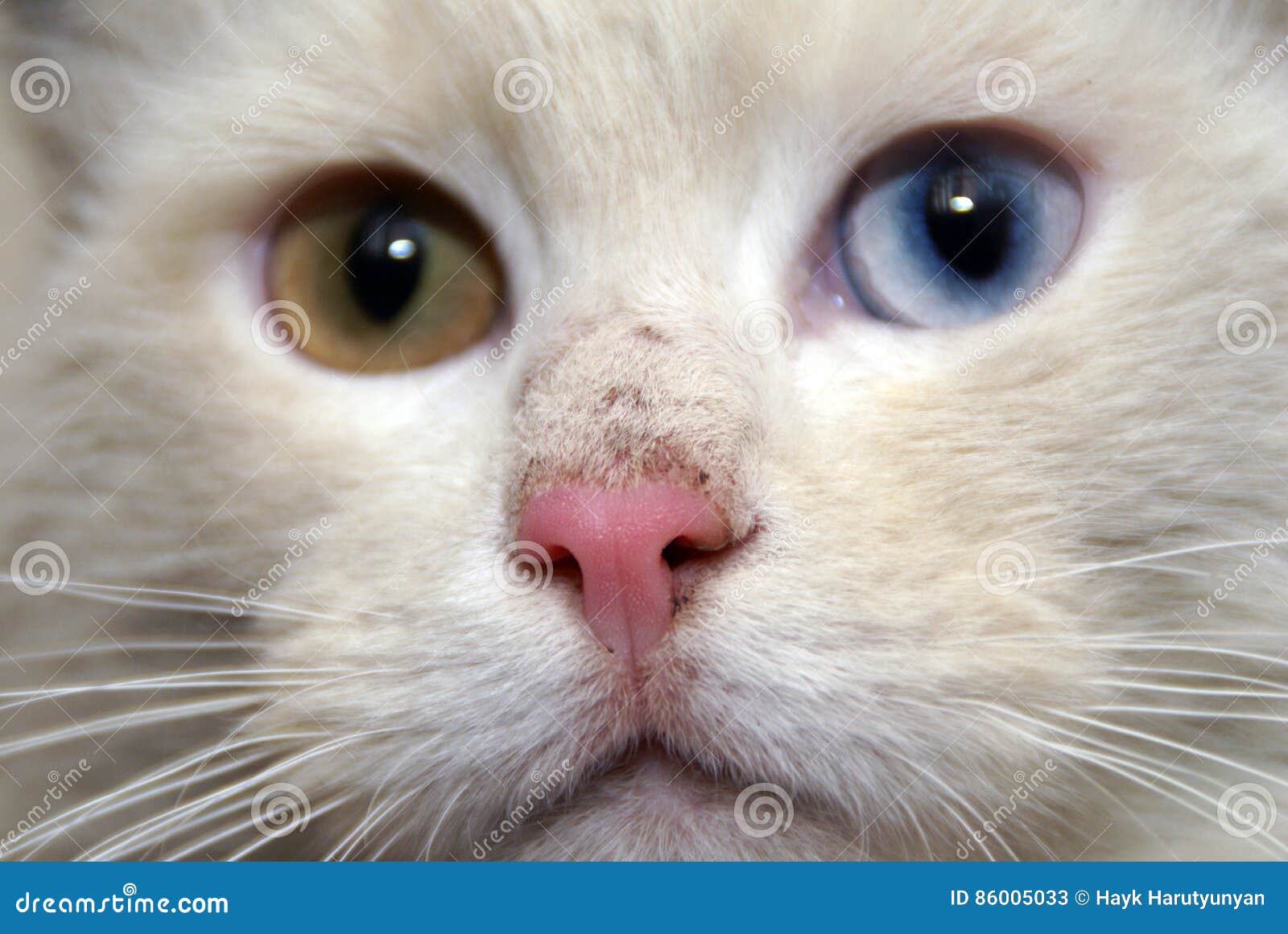 Van cat stock image. Image of pussycat, organ, whiskers - 86005033