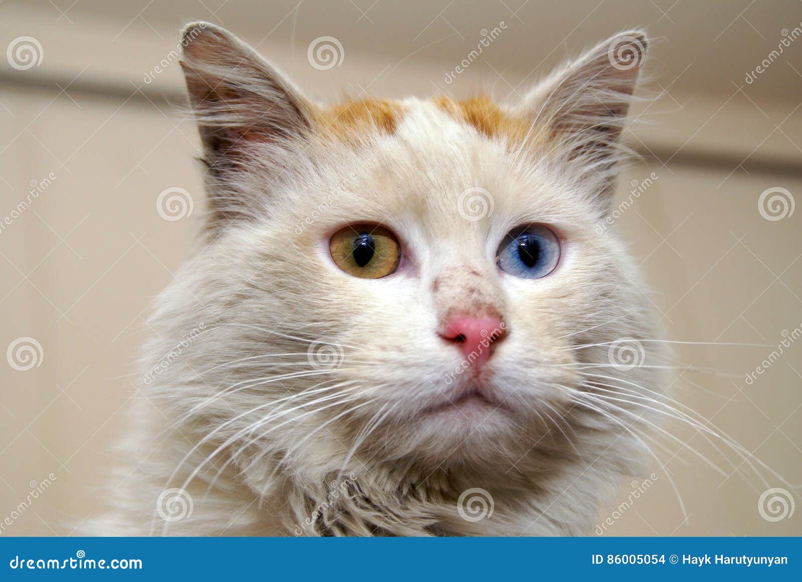 Van cat stock photo. Image of ragdoll, ragamuffin, blue - 86005054