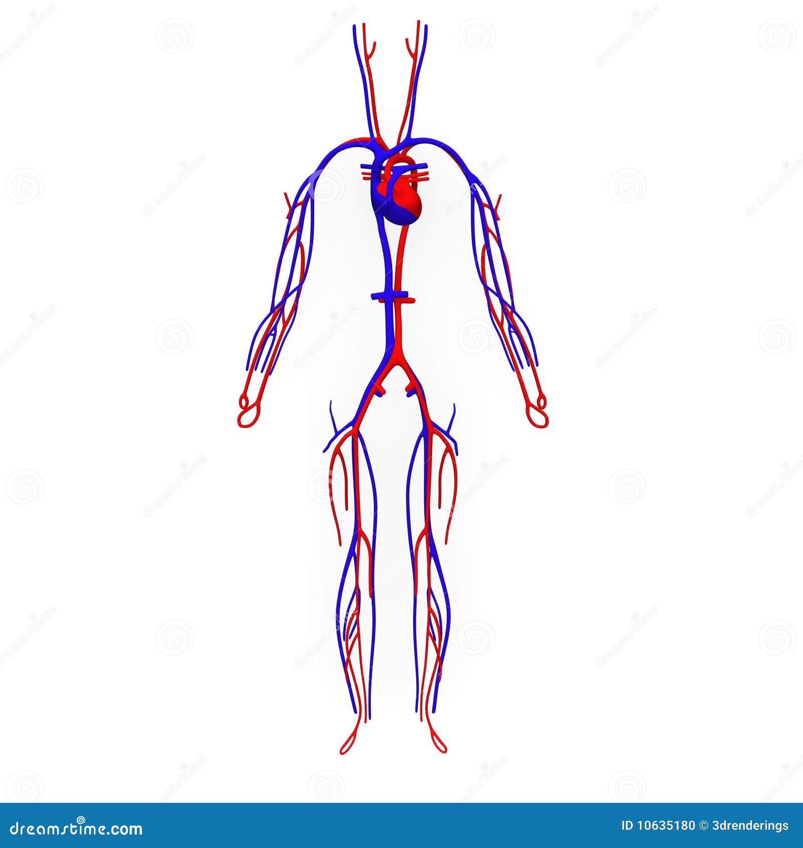 Van de bloedsomloop stock illustratie. Illustration of wetenschap ...