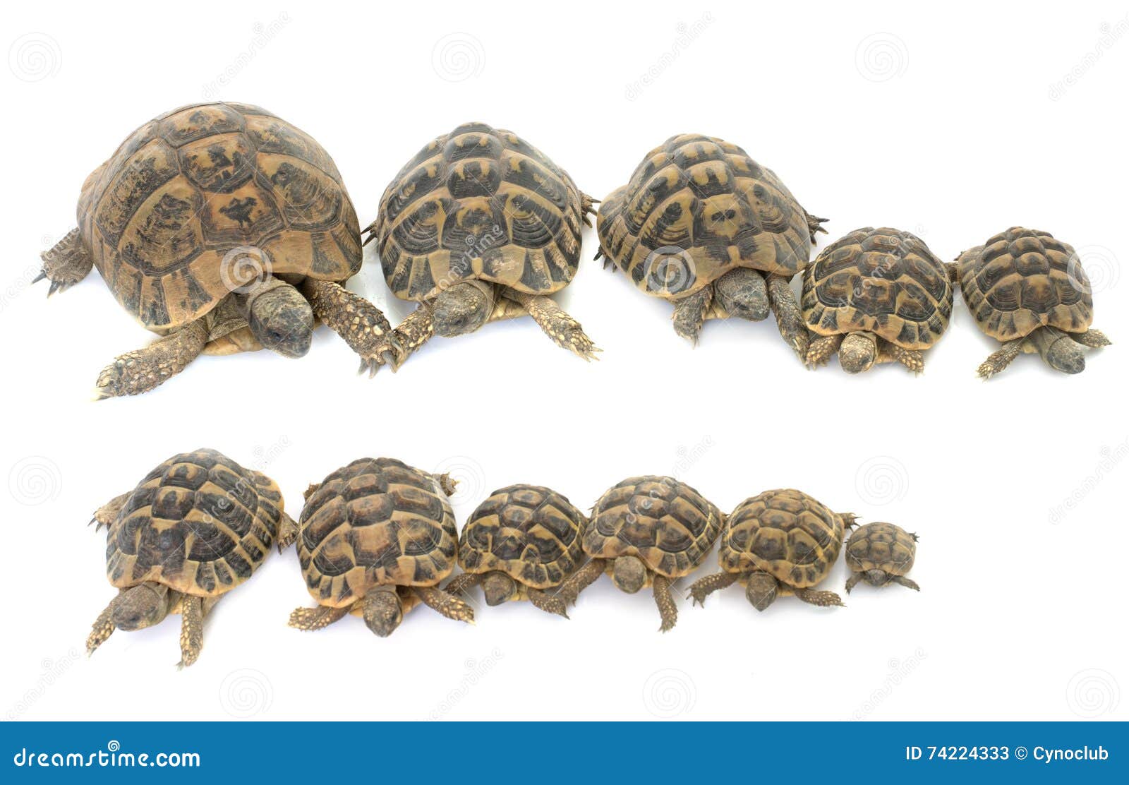 Van De Hermannsschildpad En Baby Schildpadden Stock Afbeelding - Image ...