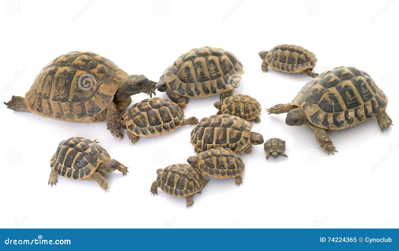 Van De Hermannsschildpad En Baby Schildpadden Stock Afbeelding - Image ...