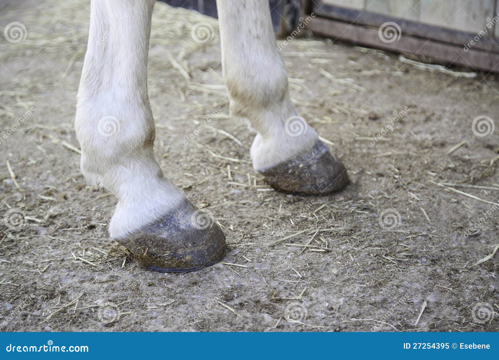 Van de paardvoeten hoef stock afbeelding. Image of rundvlees - 27254395