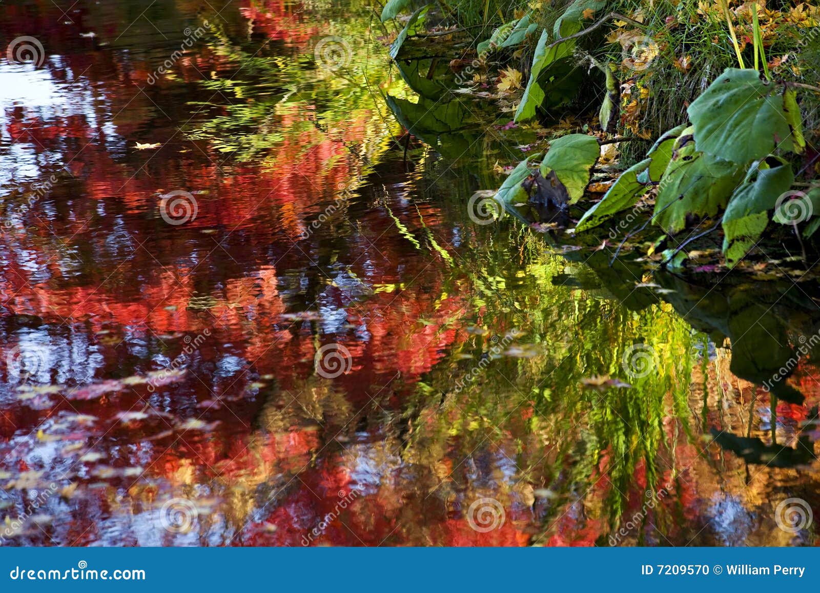 Van Dusen Garden Fall Colors Water Reflections Stock Photo - Image of ...
