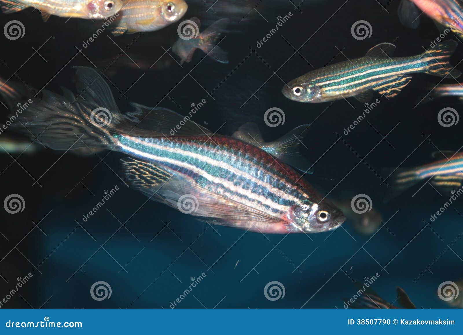 Van Het Zebrafish (Danio-rerio) Aquarium De Vissen Stock Foto - Image ...
