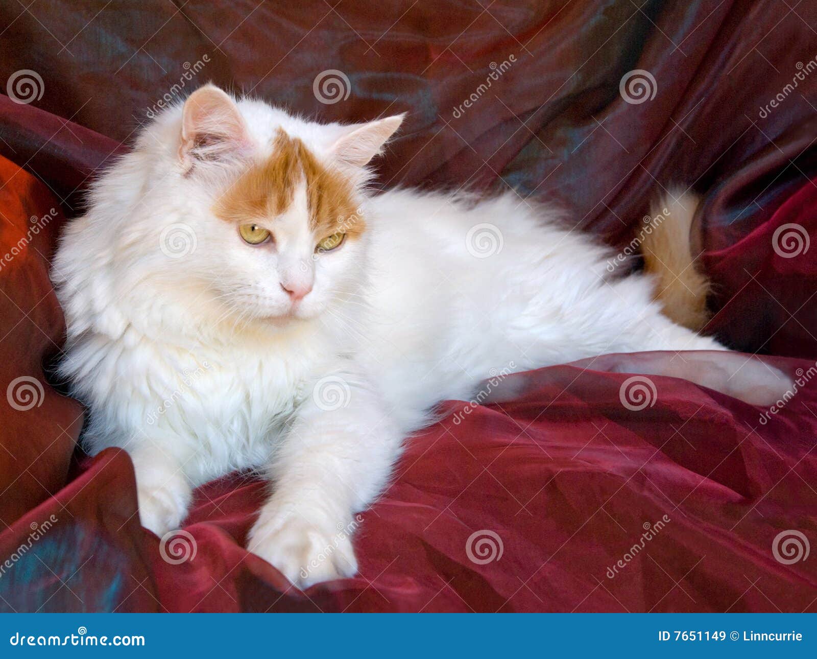 Van turco cat imagen de archivo. Imagen de cara, longhair - 7651149