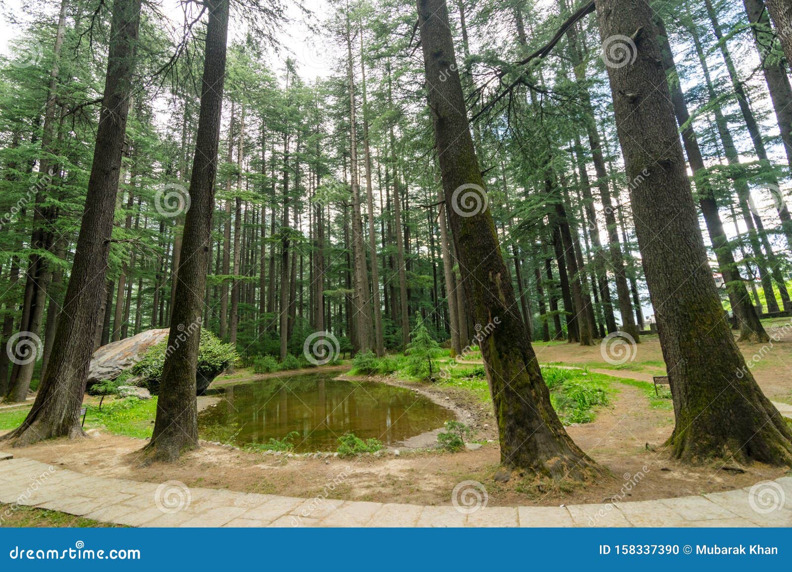 Van Vihar Forest in Manali stock photo. Image of north - 158337390