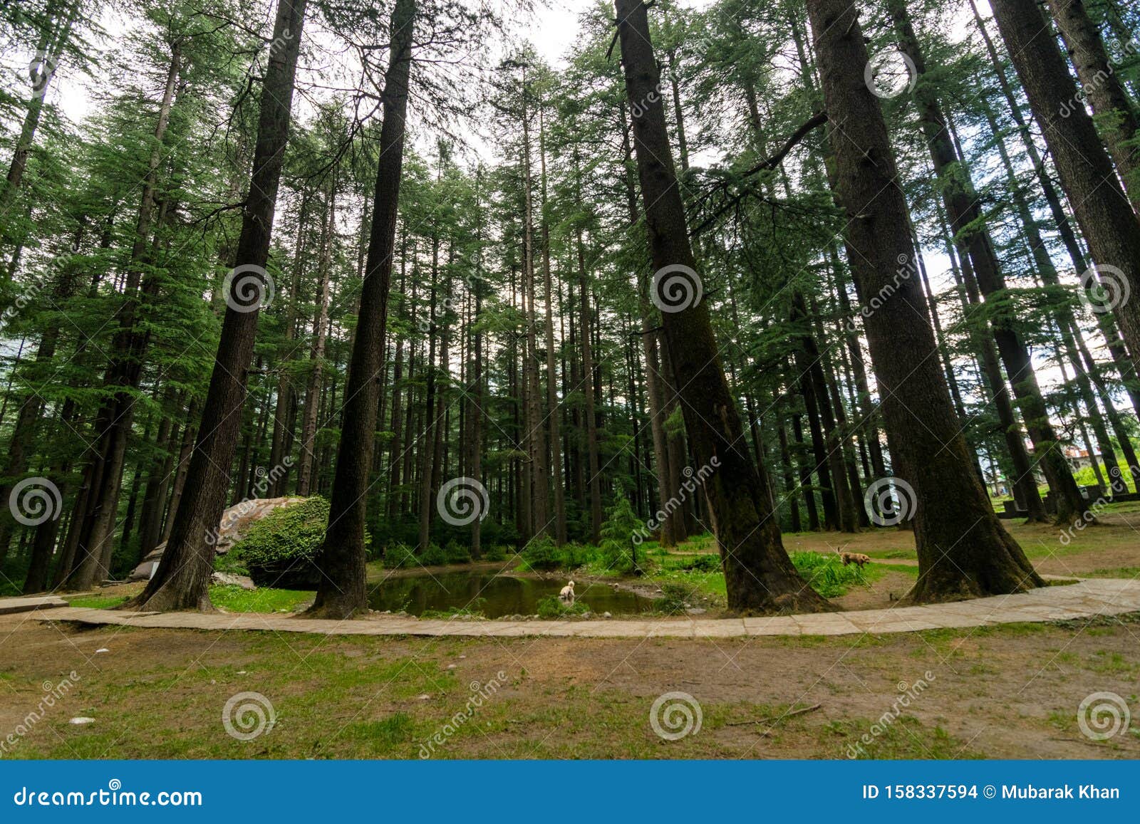 Van Vihar Forest in Manali stock photo. Image of pradesh - 158337594