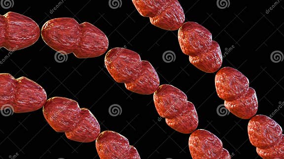 Vancomycin-resistant Enterococcus or VRE, Enterococcus Faecalis Stock ...