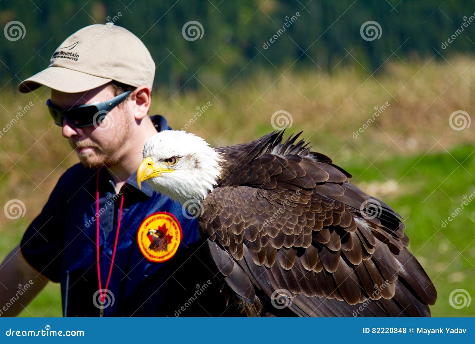 VANCOUVER, CANADA - JUNE 12, 2010: a Handler with a Trained Bald Eagle ...