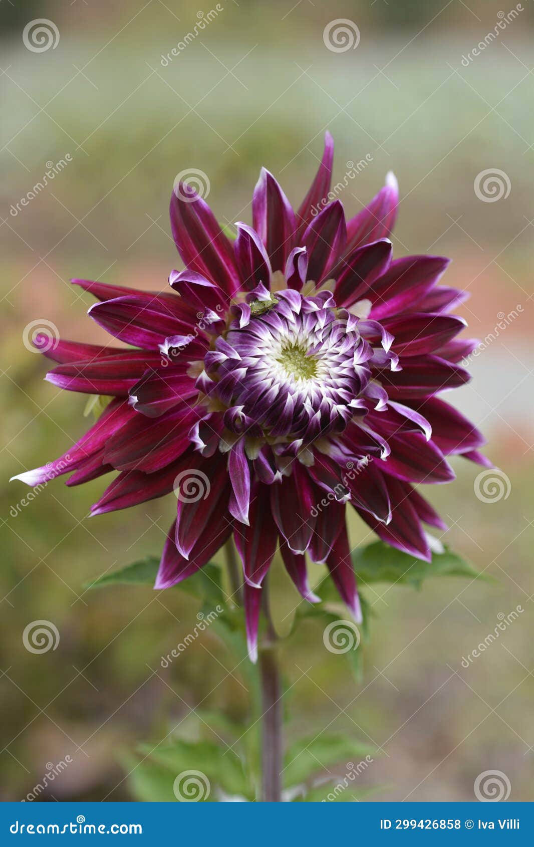 Vancouver dahlia stock photo. Image of flower, purple - 299426858