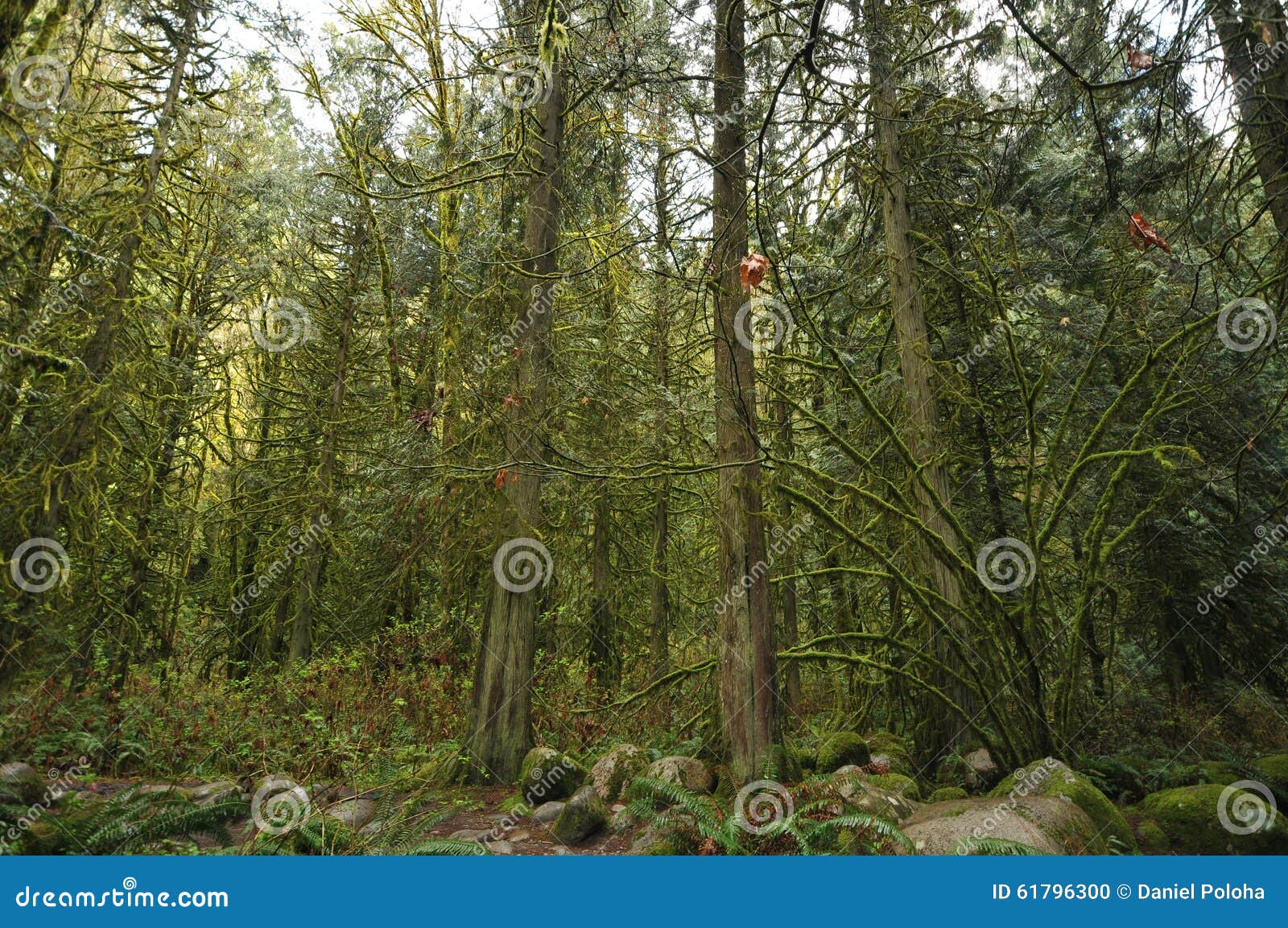 Vancouver forest stock photo. Image of forest, forestry - 61796300