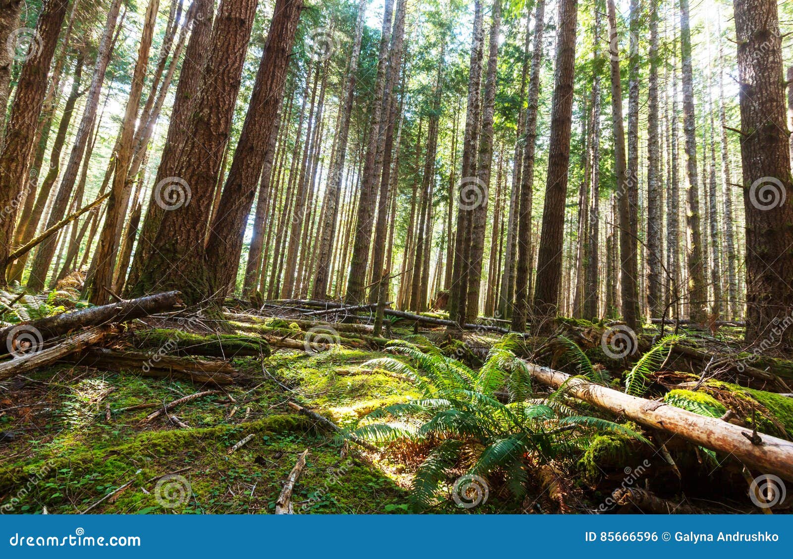 Vancouver forest stock photo. Image of dense, hike, nature - 85666596