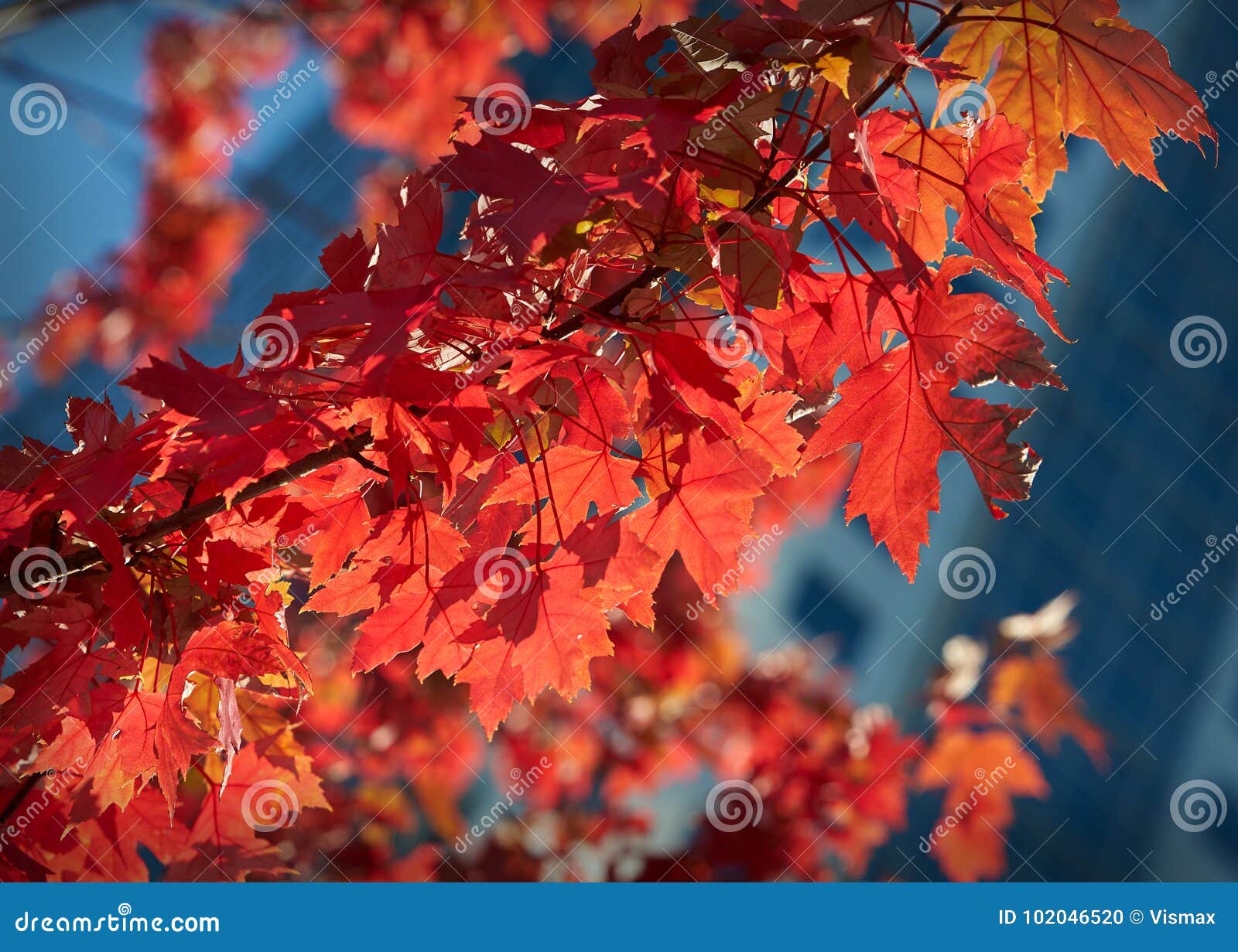 Vancouver Red Leaves stock photo. Image of office, dawn - 102046520