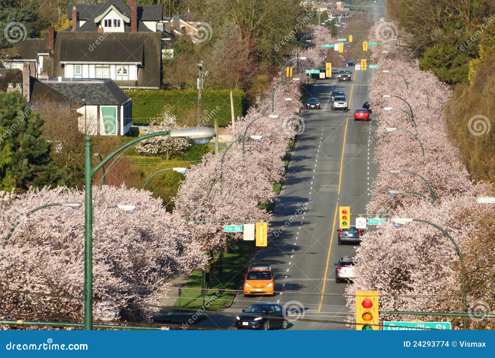 Vancouver Spring Cherry Blossoms Stock Photo - Image of flower ...