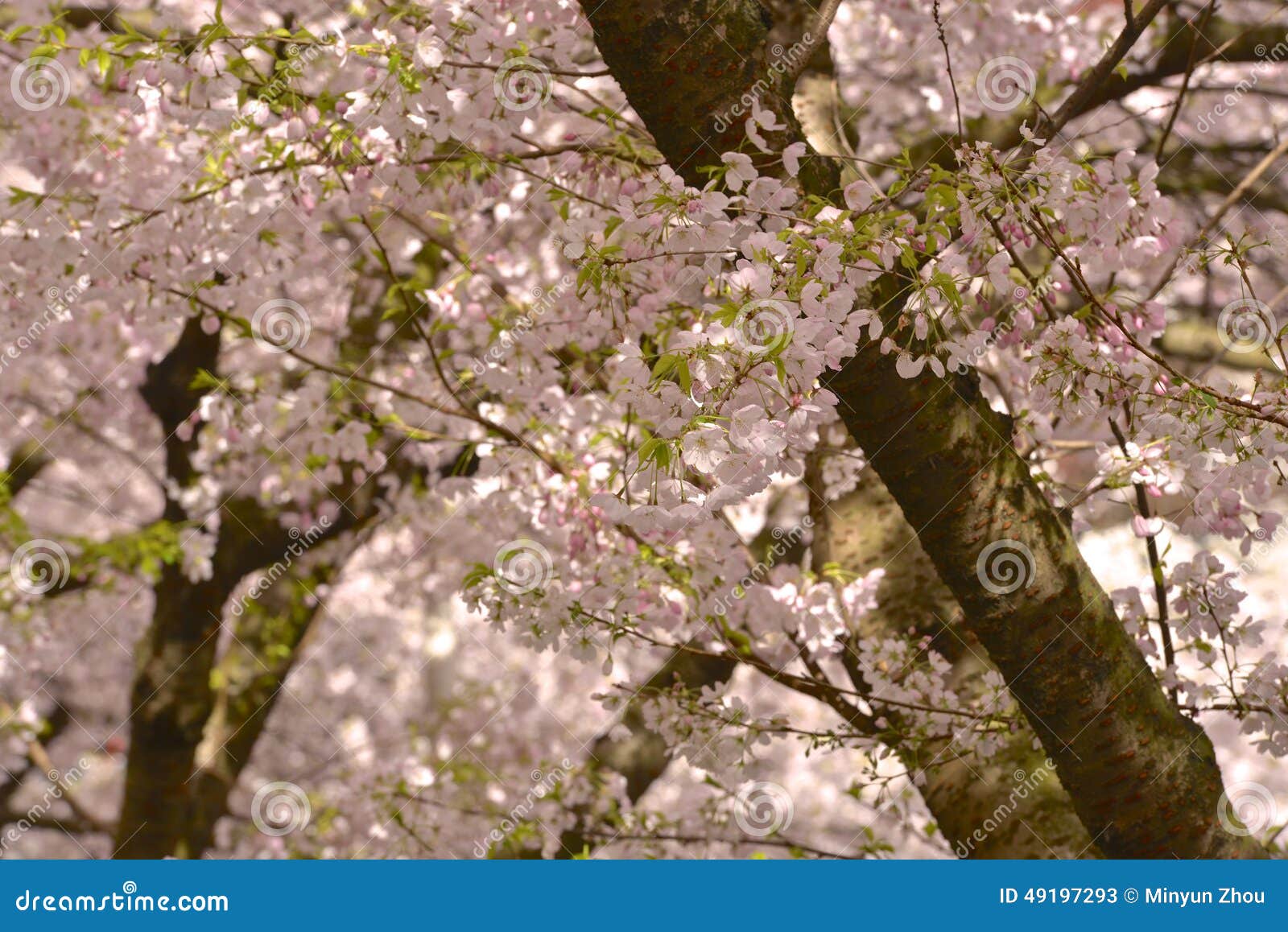 Vancouver Spring Cherry Blossoms.Canada Stock Image - Image of holiday ...