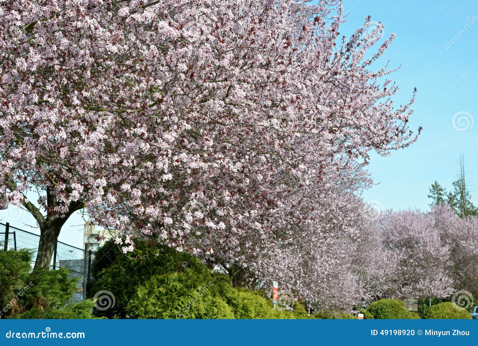 Vancouver Spring Cherry Blossoms.Canada Stock Photo - Image of park ...