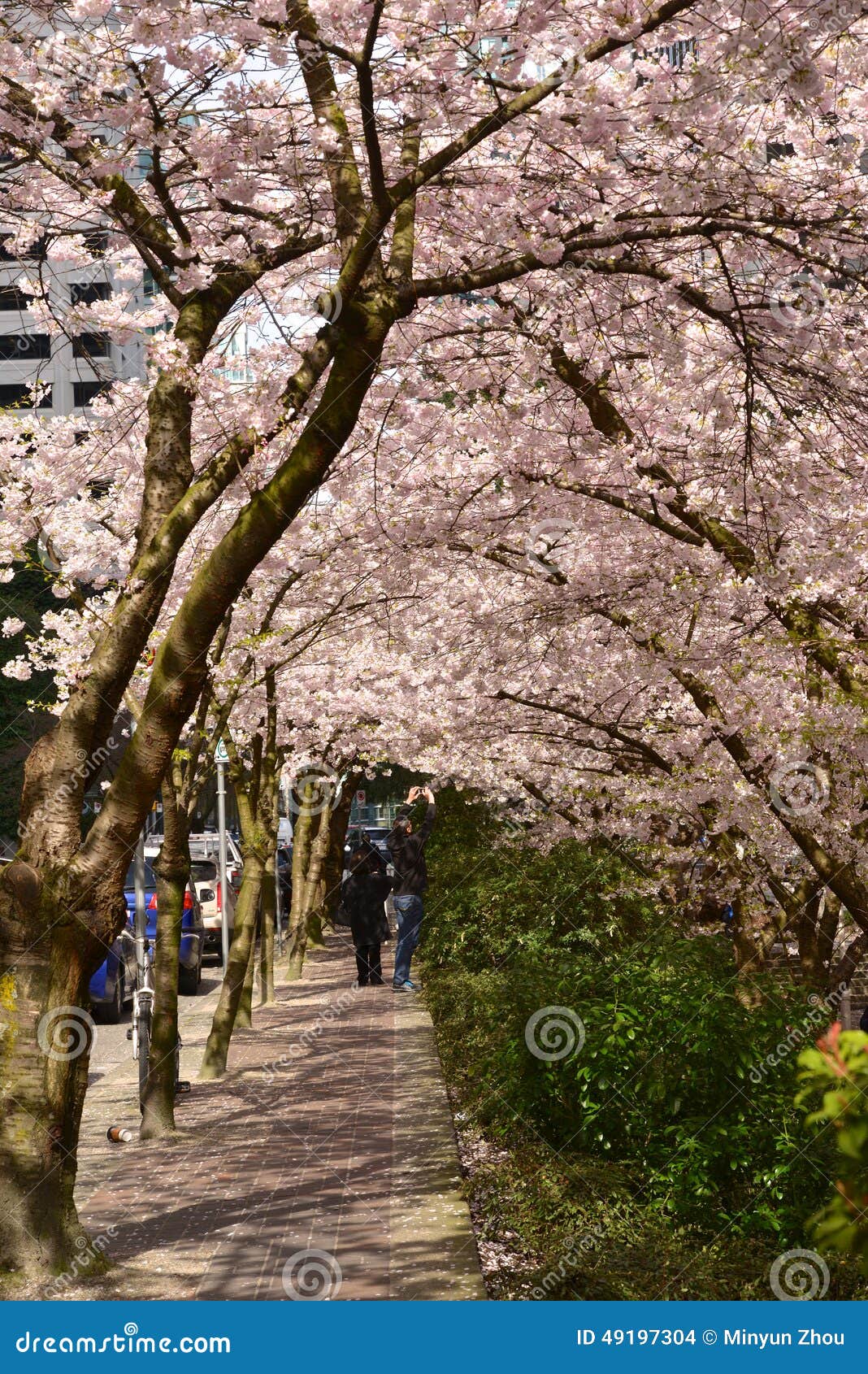 Vancouver Spring Cherry Blossoms.Canada Editorial Stock Image - Image ...