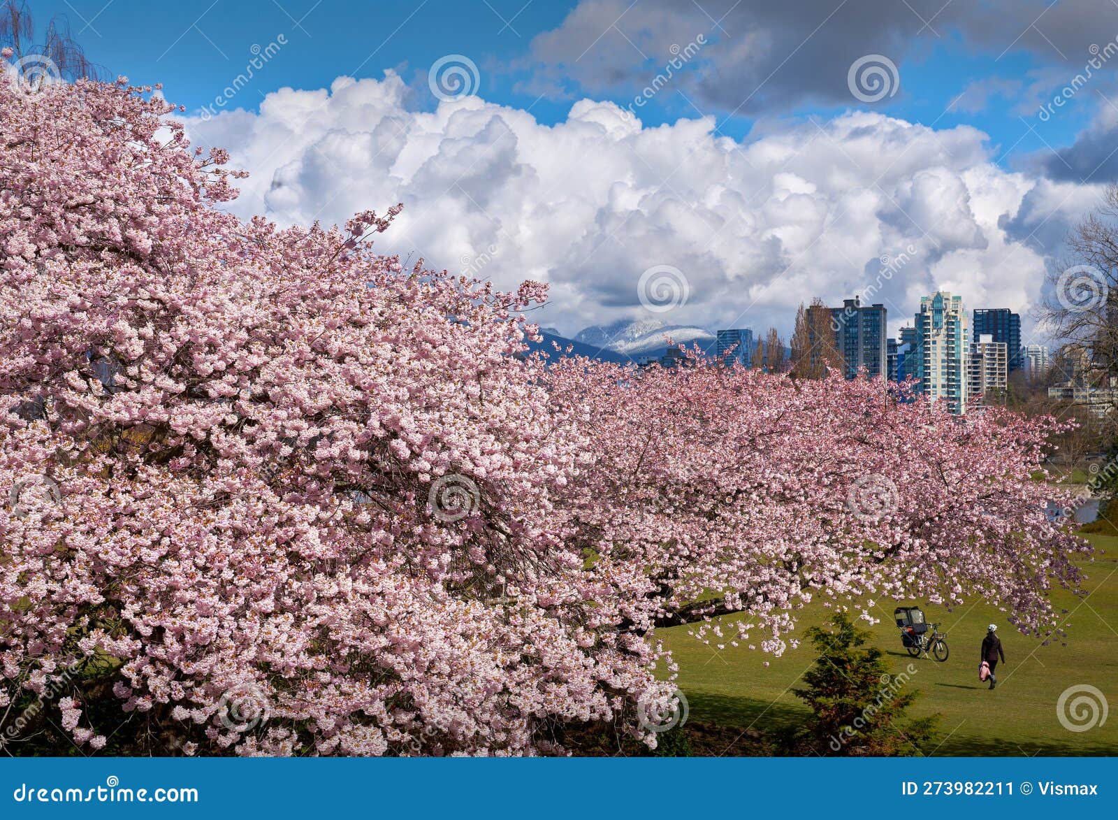 Vancouver Spring Cherry Blossoms in Sunshine Stock Image - Image of ...