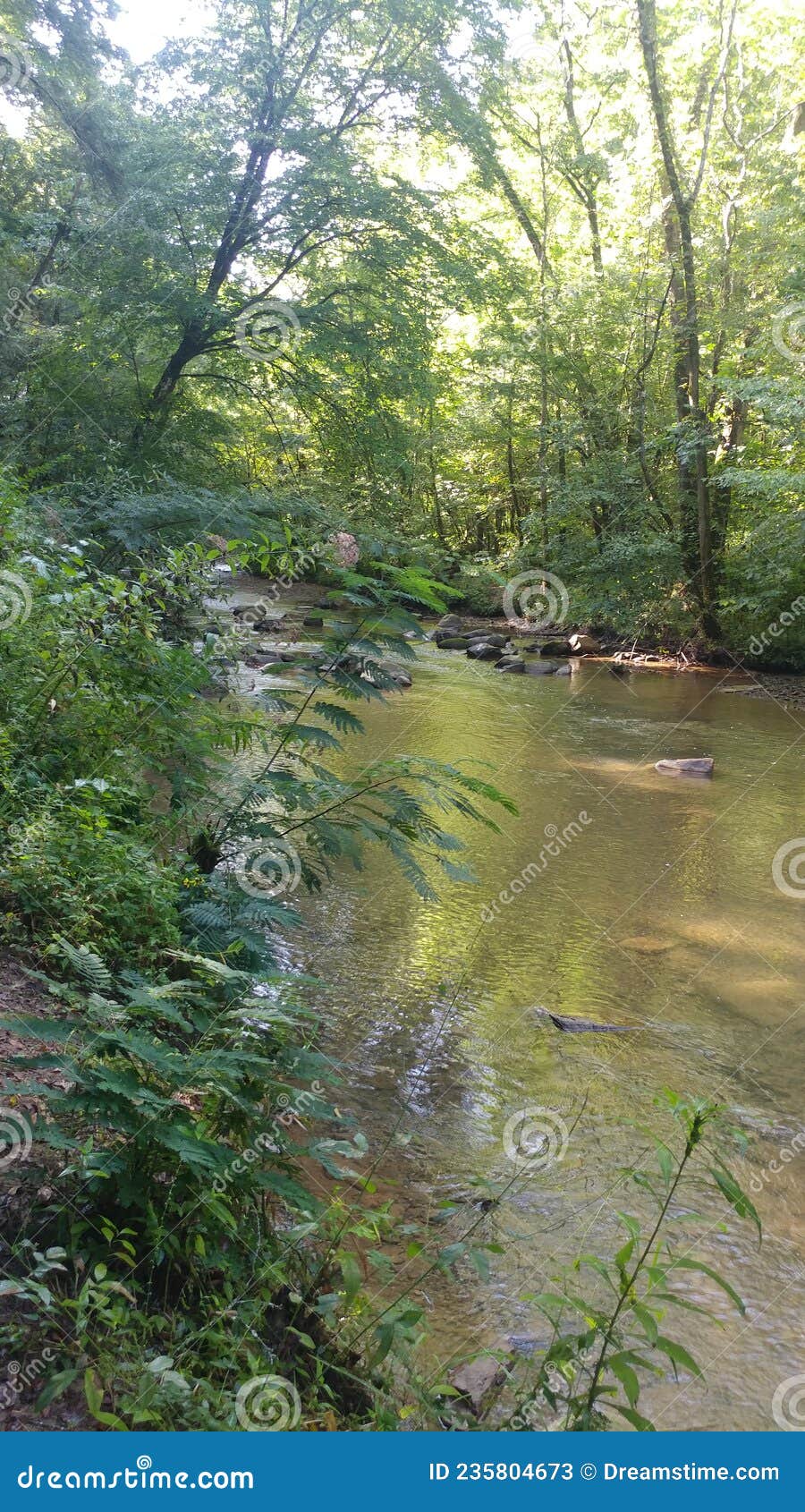 Vancouver Washington hike stock image. Image of tree - 235804673