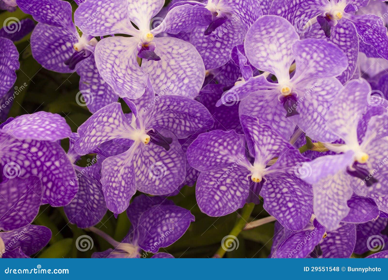 Vanda azul foto de archivo. Imagen de flor, cierre, azul - 29551548