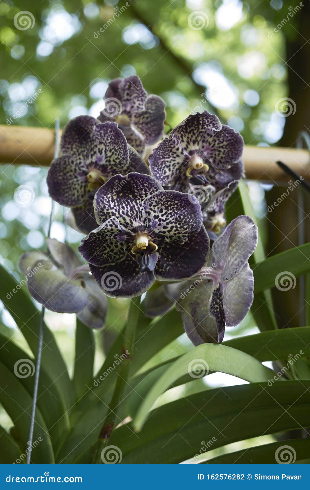 Vanda Coerulea Orchid in Bloom Stock Photo - Image of leaves, flora ...