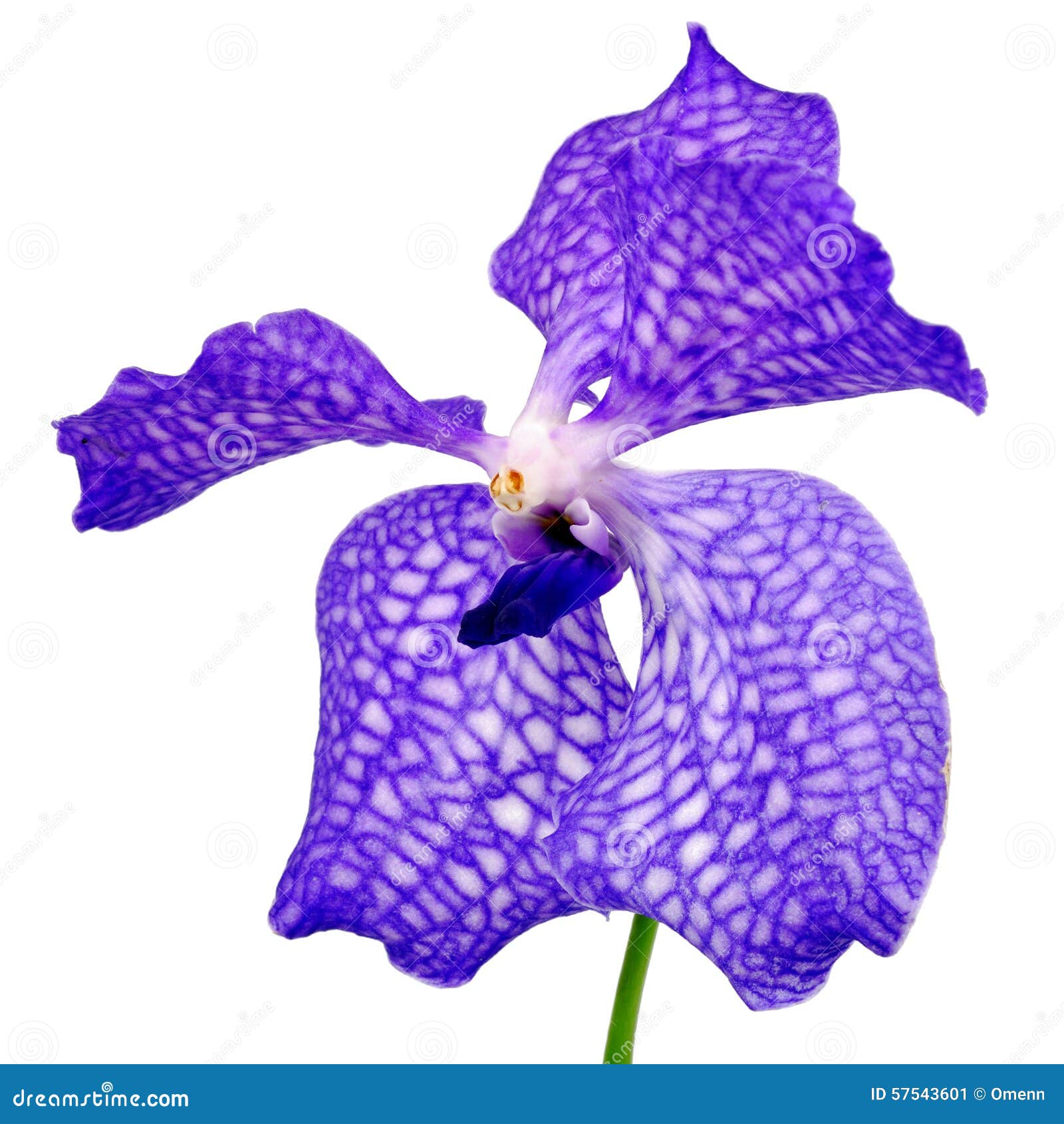 Vanda - Flor Azul Do Orchind Imagem de Stock - Imagem de problemas ...