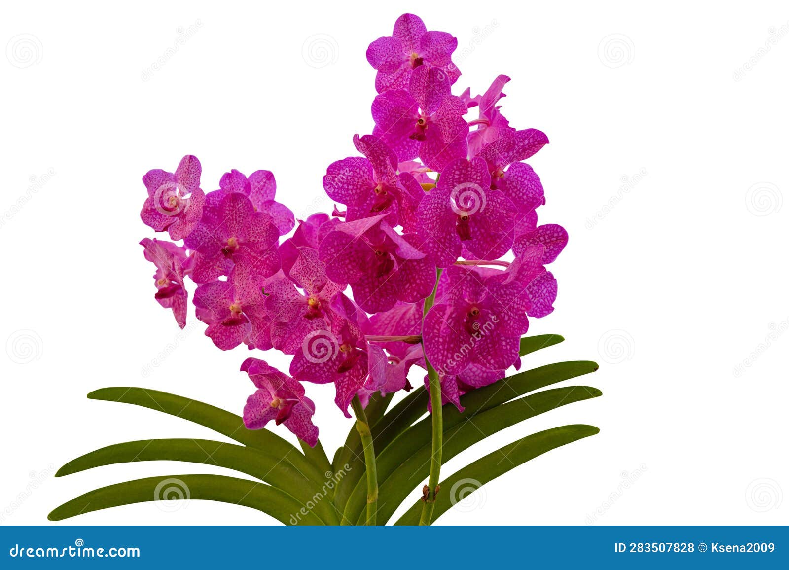 Vanda flowers isolated stock photo. Image of fragility - 283507828