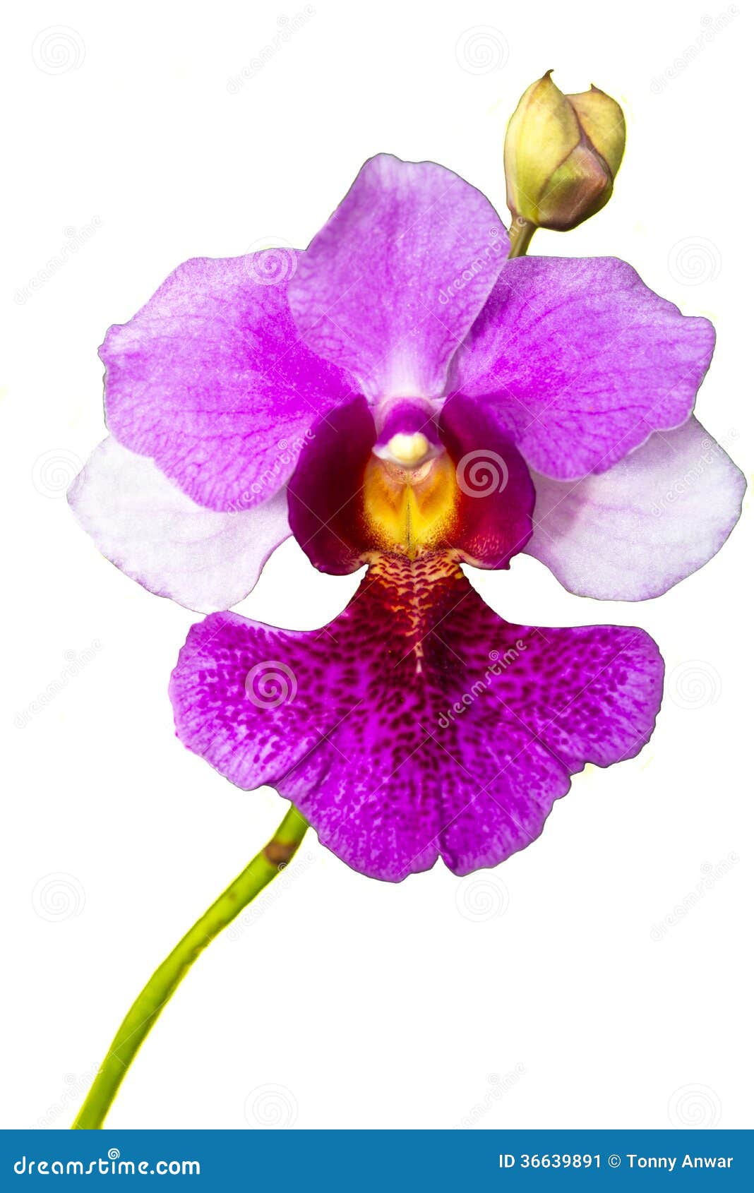 Vanda Miss Joaquim Imagen De Archivo Imagen De Singapur 36639891