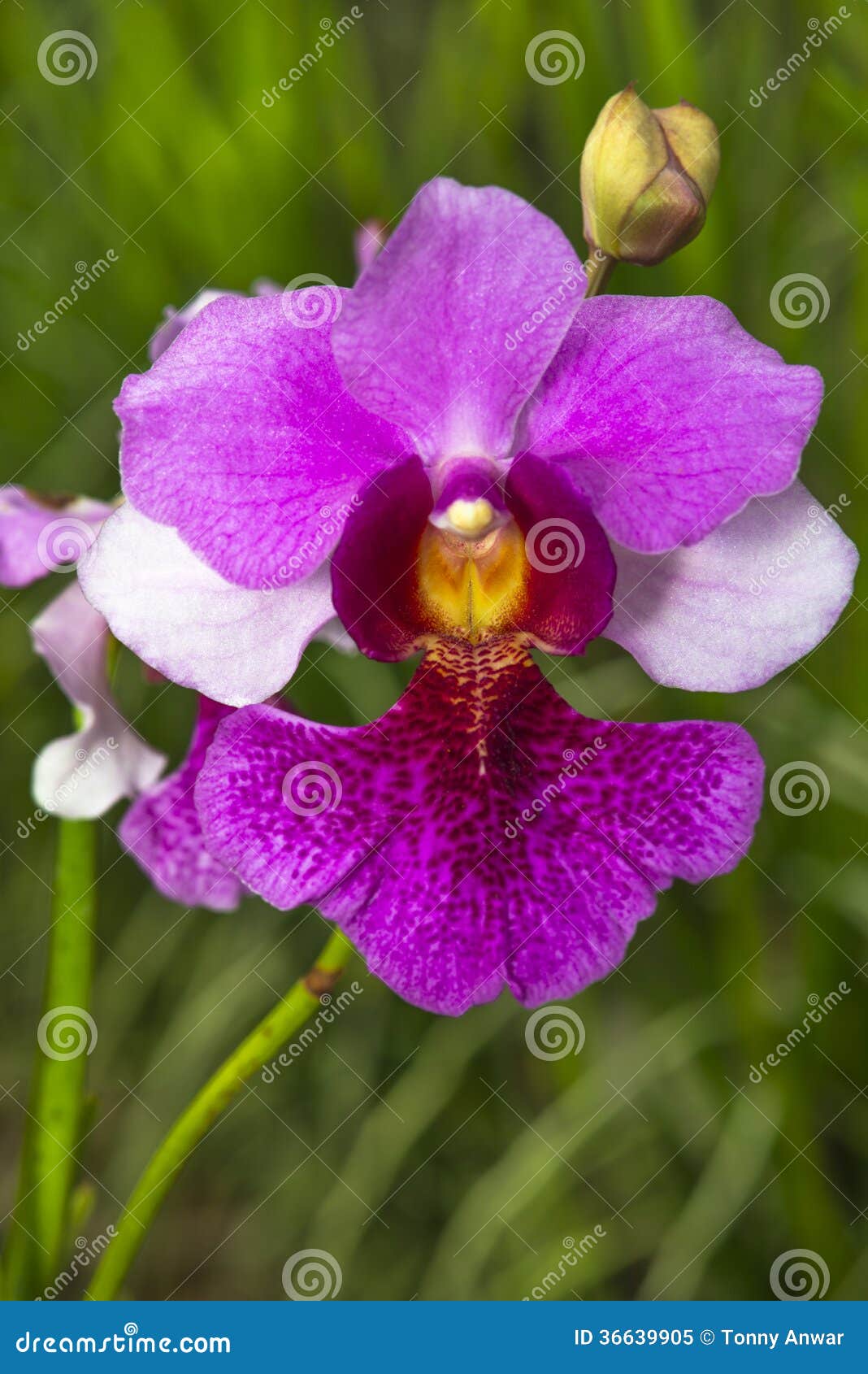 Vanda Miss Joaquim immagine stock. Immagine di botanica - 36639905