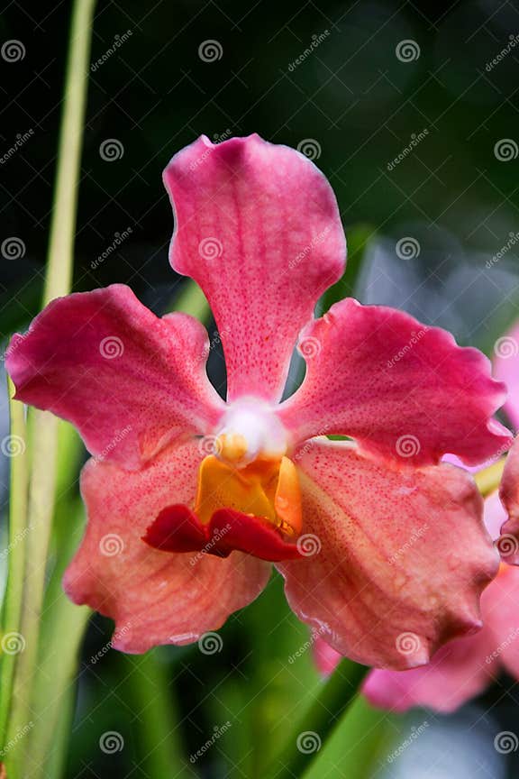 Vanda, Orchid stock photo. Image of exotic, monopodially - 3925602