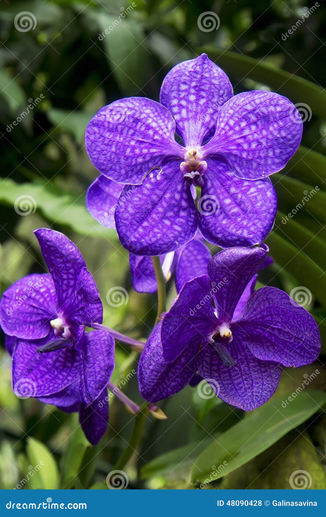 Vanda Orchid stock foto. Image of purper, kleur, serre - 48090428