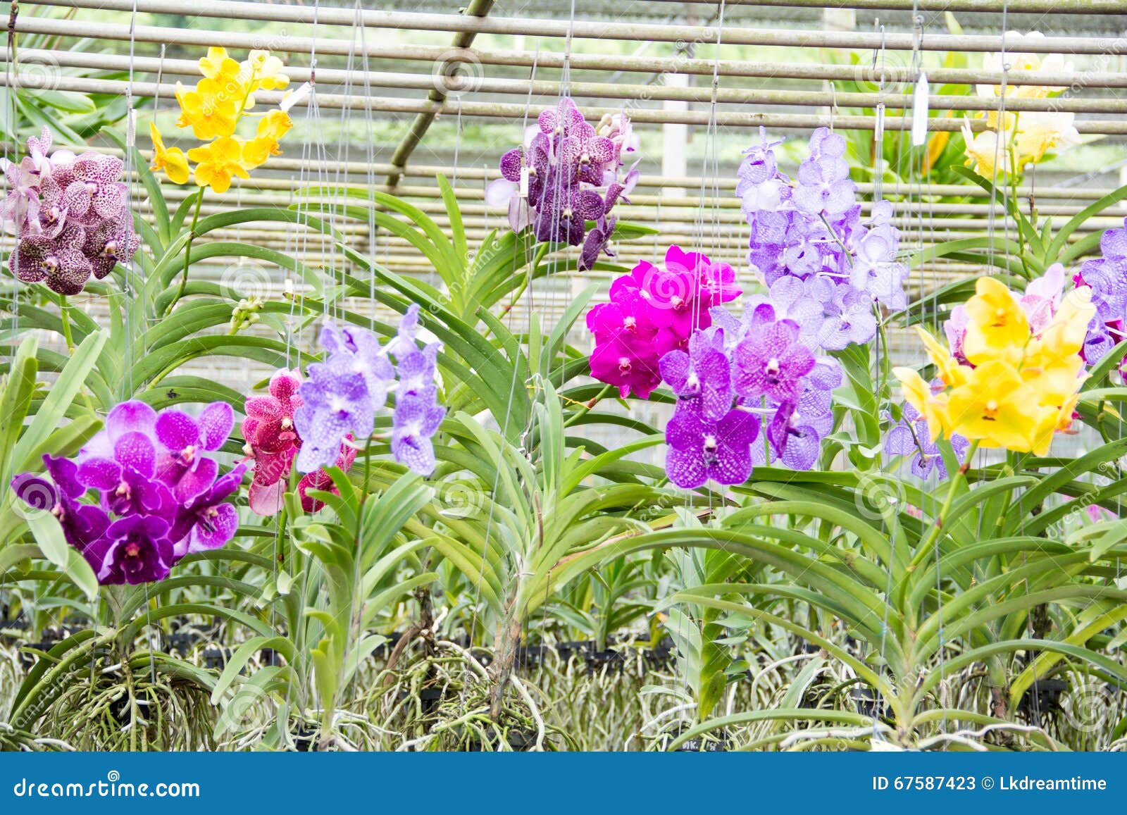 Vanda Orchid stock image. Image of leaf, flora, abstract - 67587423