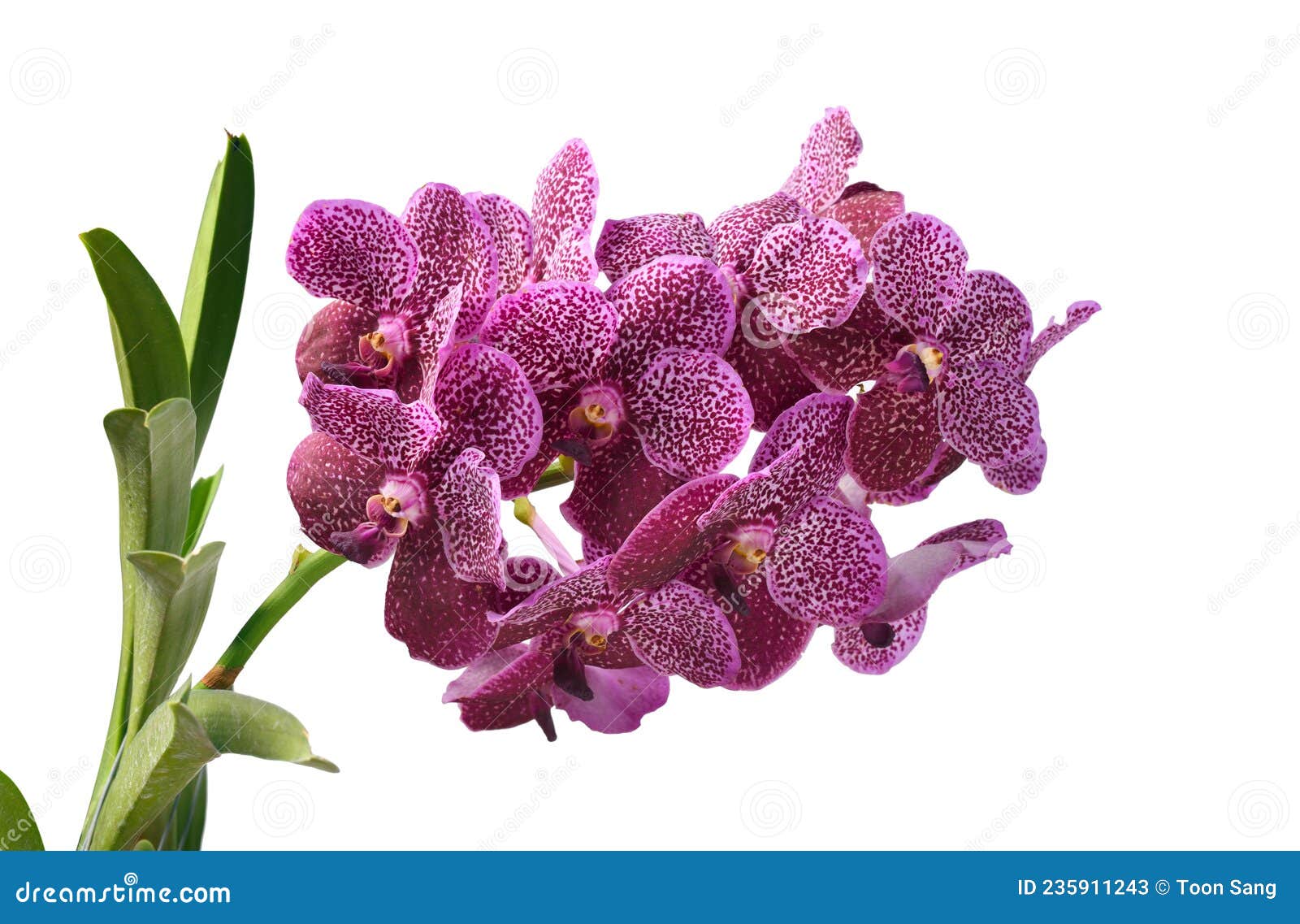 Vanda orchid stock image. Image of orchid, leaves, colorful - 235911243