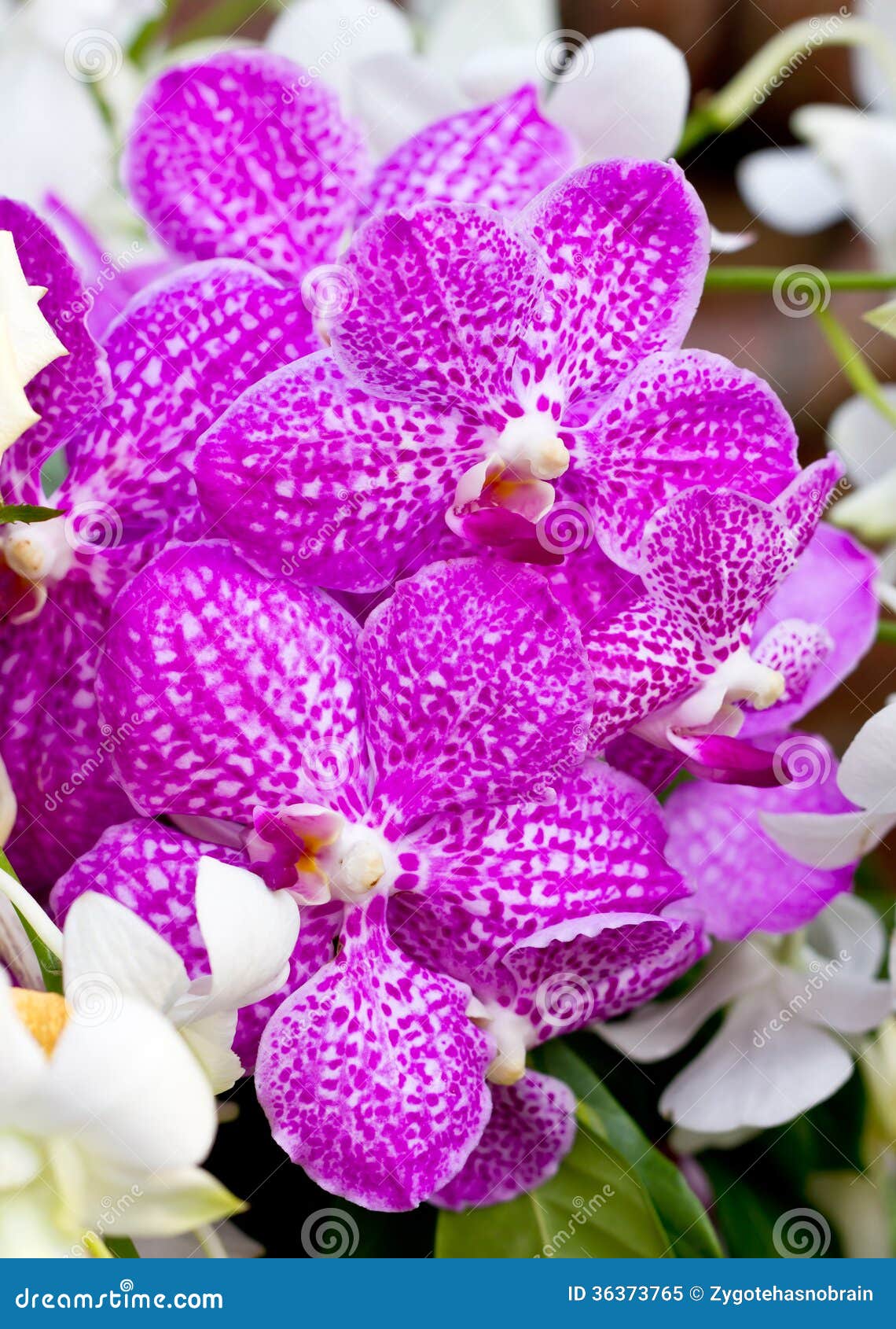 Vanda Orchid púrpura. imagen de archivo. Imagen de colorido - 36373765