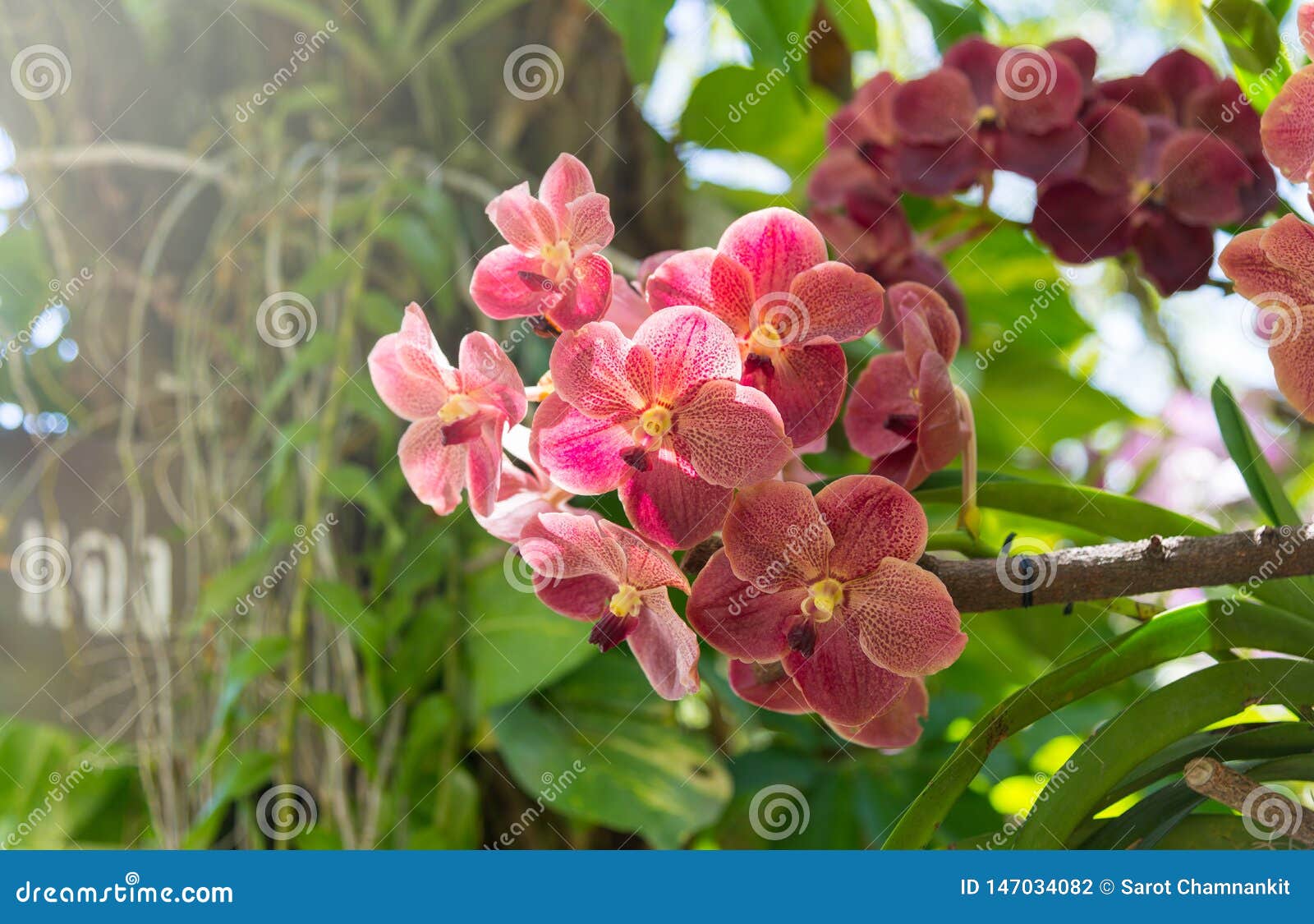 Vanda orchid stock photo. Image of thailand, spring - 147034082