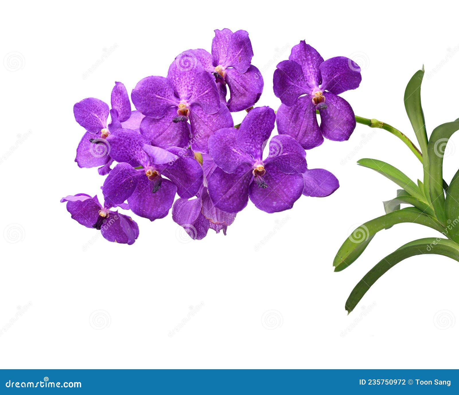 Vanda Patchara Stock Photos - Free & Royalty-Free Stock Photos from ...