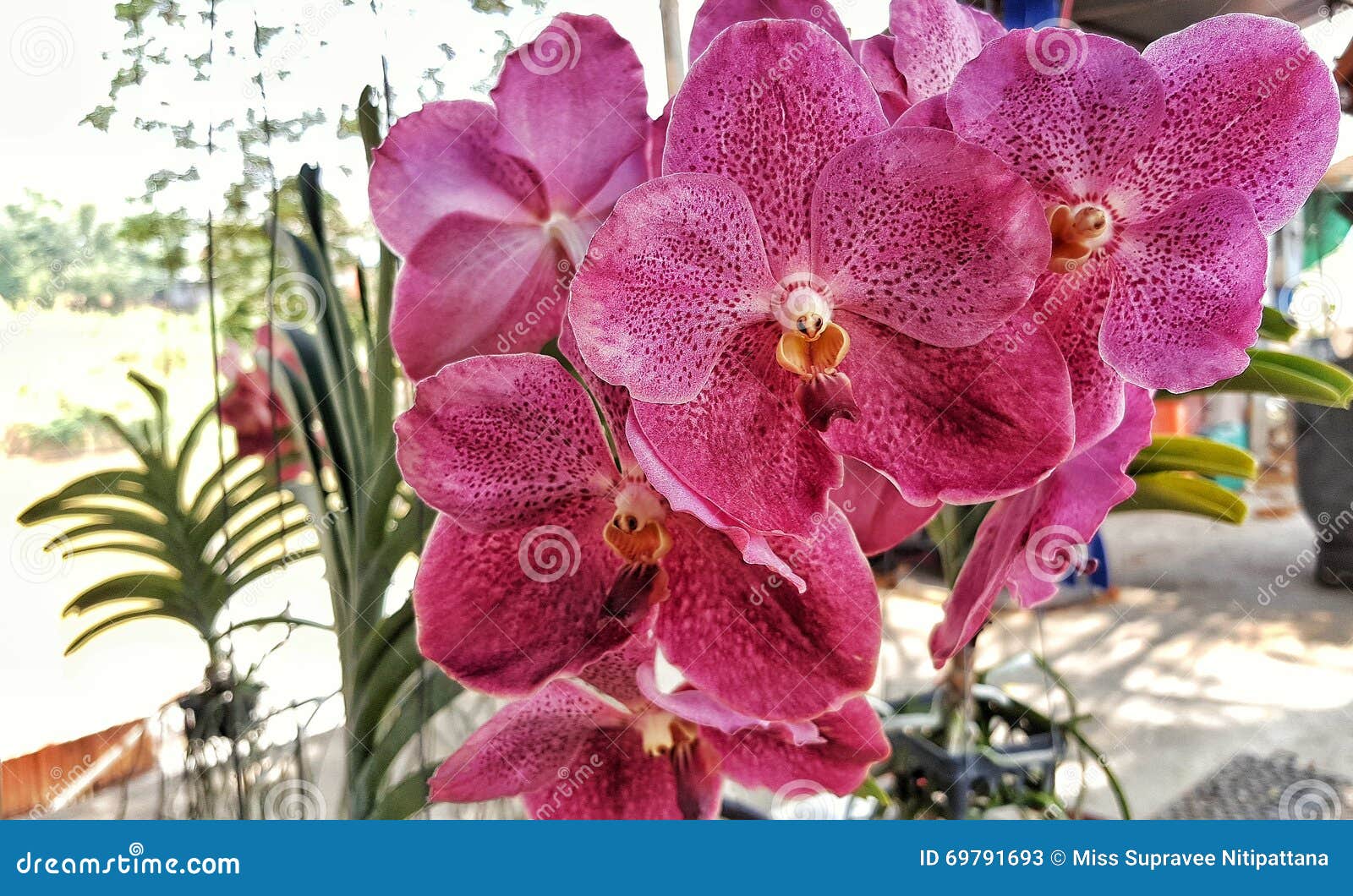 Vanda rose image stock. Image du rose, pourpré, centrale - 69791693