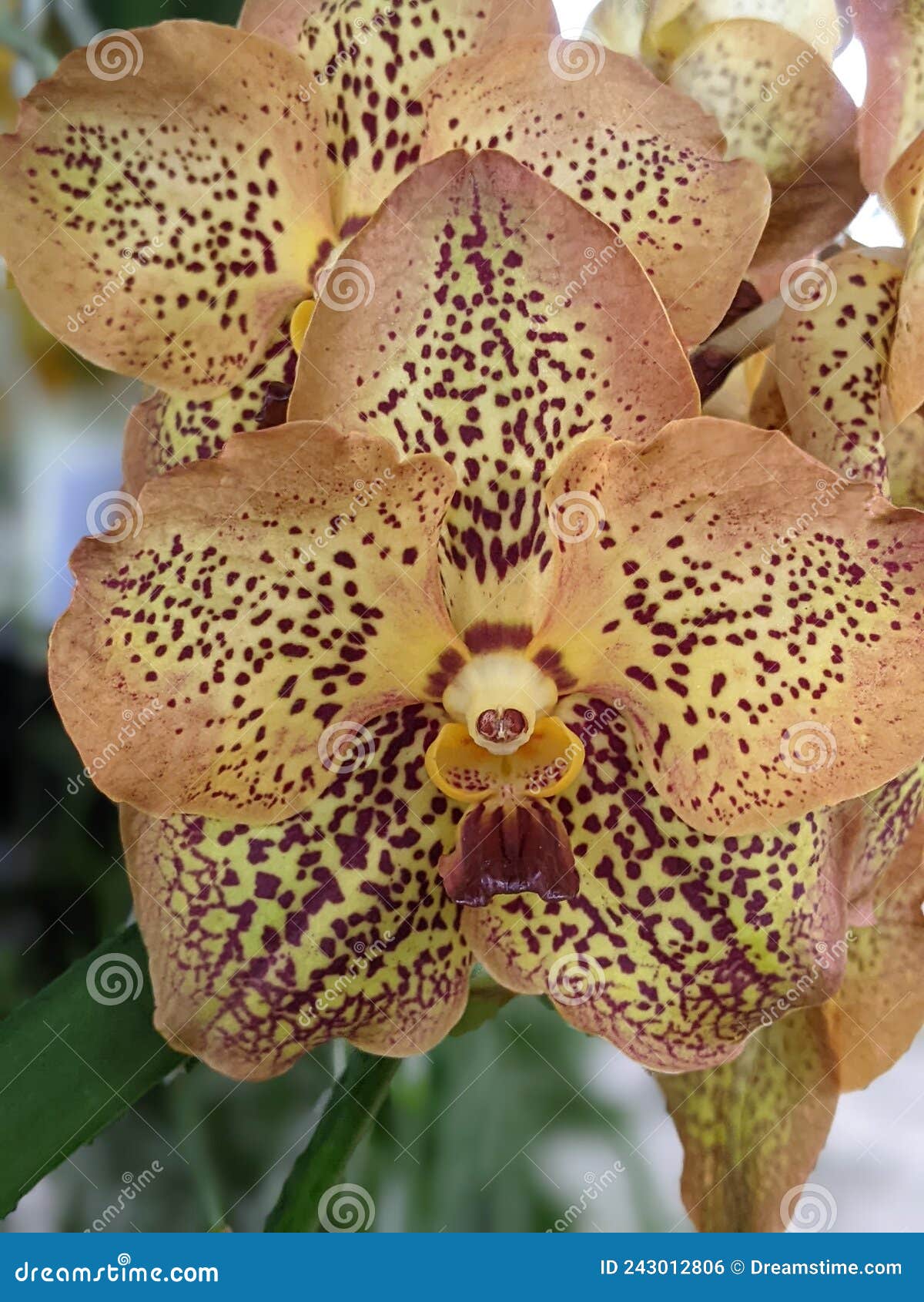 Sanchai Gold Stock Photos - Free & Royalty-Free Stock Photos from ...