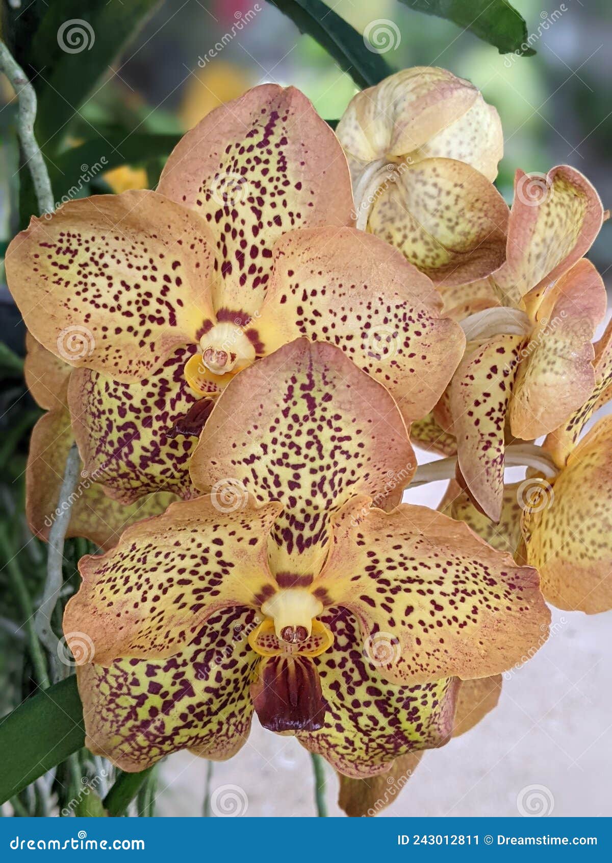 Vanda Sanchai Gold spots stock image. Image of petal - 243012811