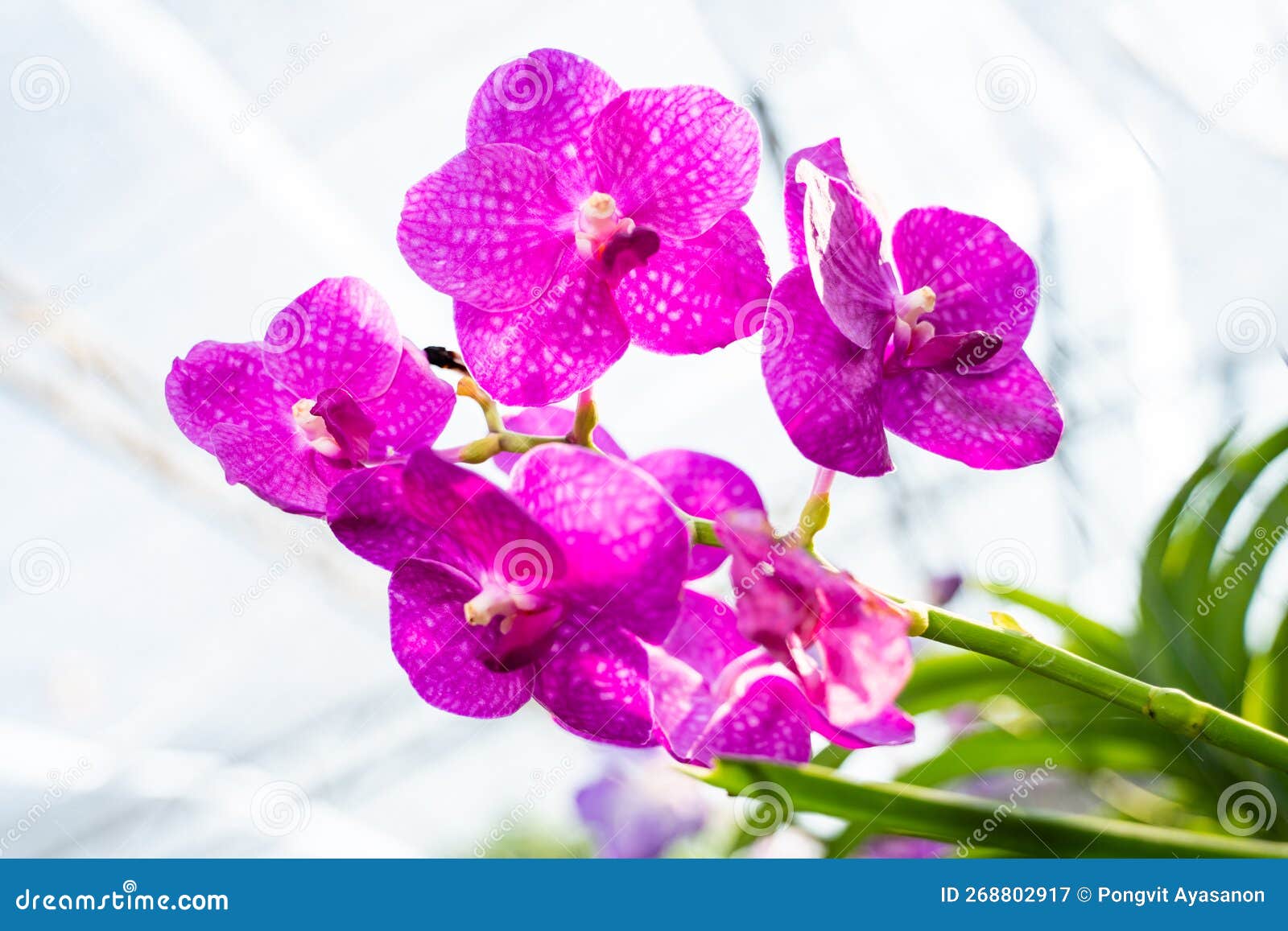 Vanda Sanderiana That Is The Queen Of Philippine Flowers Stock Photo ...