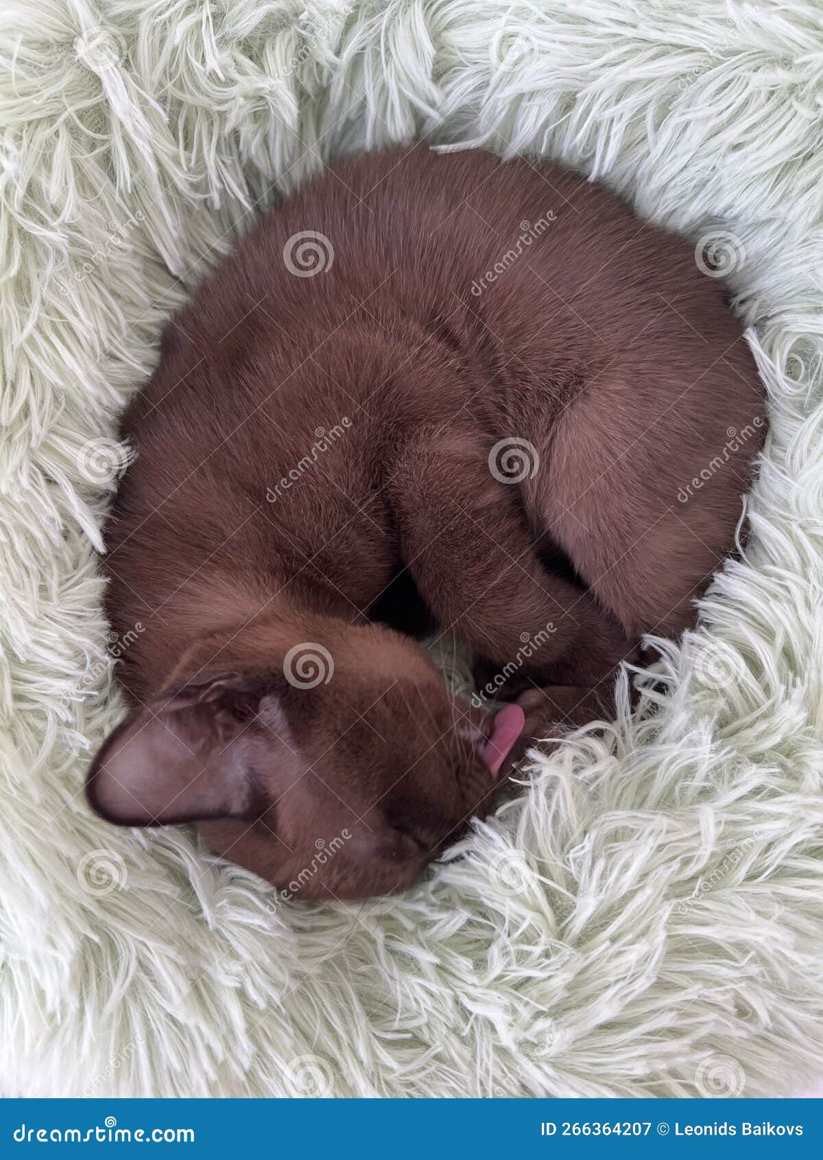 Vanderful Sable Burmese 3 Months Kitten Stock Image - Image of ...
