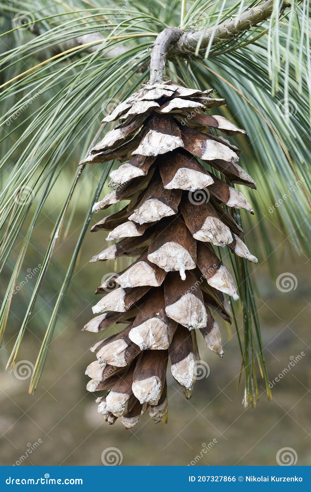 Vanderwolf`s Pyramid Limber Pine Cone Stock Photo - Image of pine, tree ...