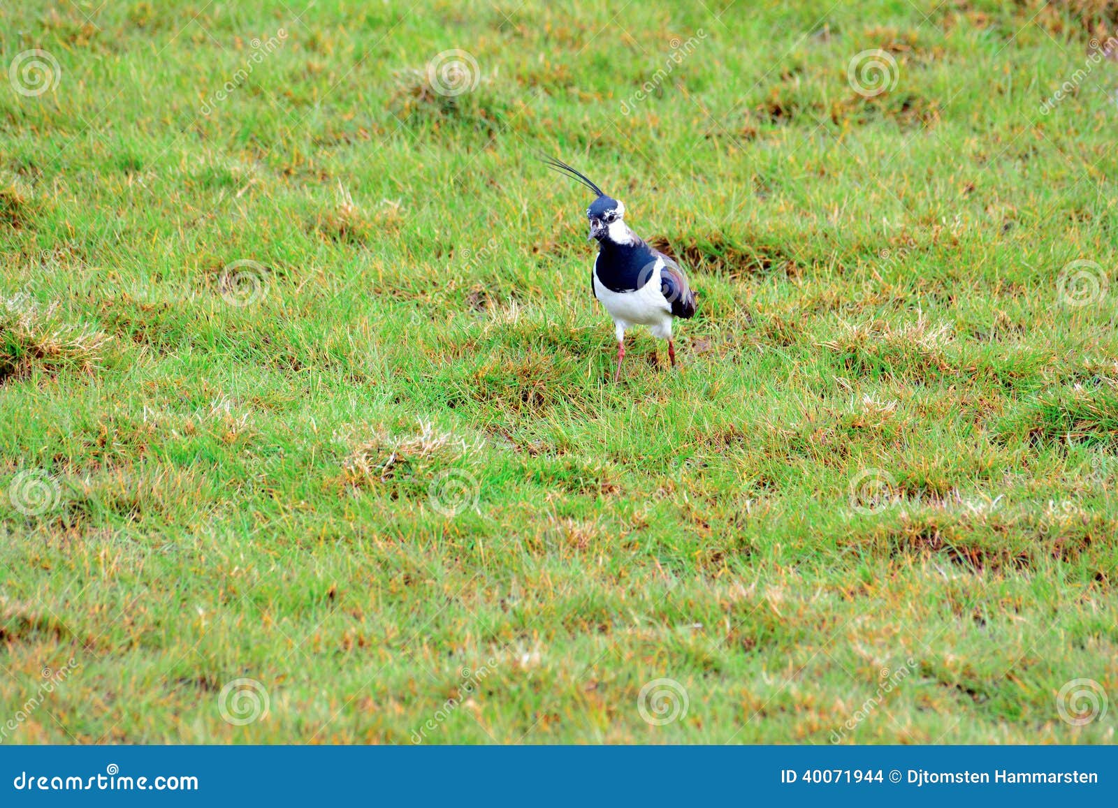 Vanellus vanellus stock photo. Image of field, plover - 40071944