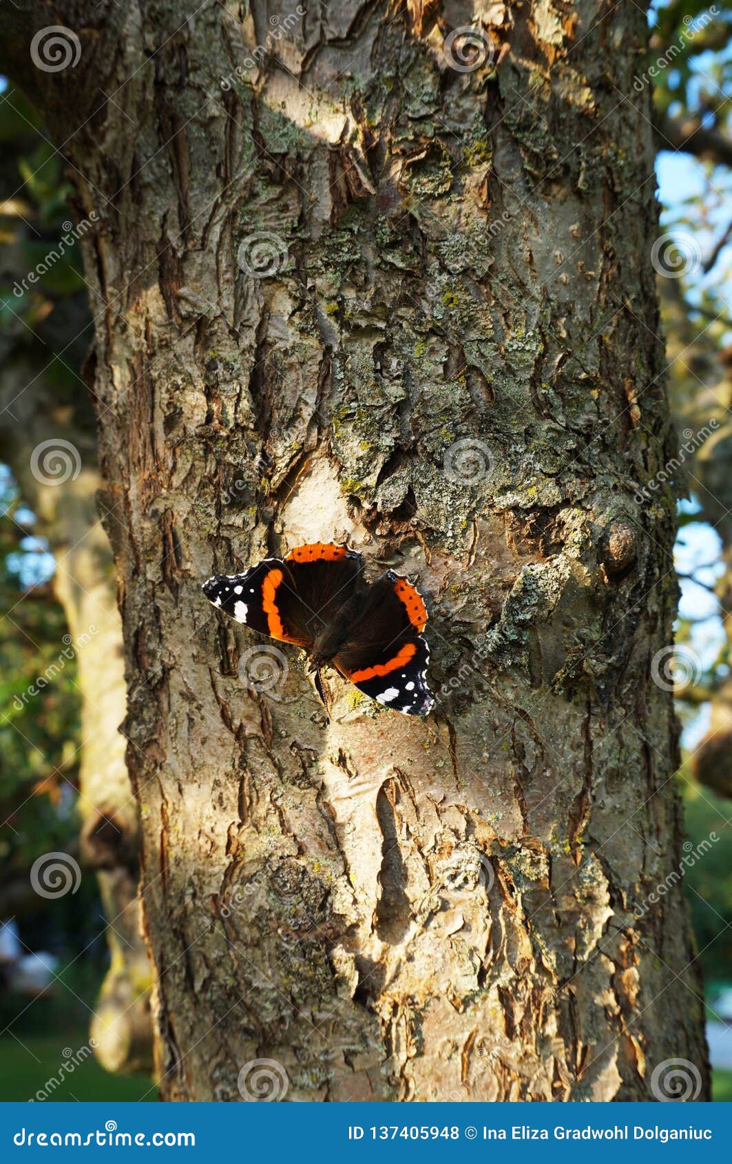 Vanessa Butterfly Sitting on a Trunk Tree Stock Photo - Image of life ...