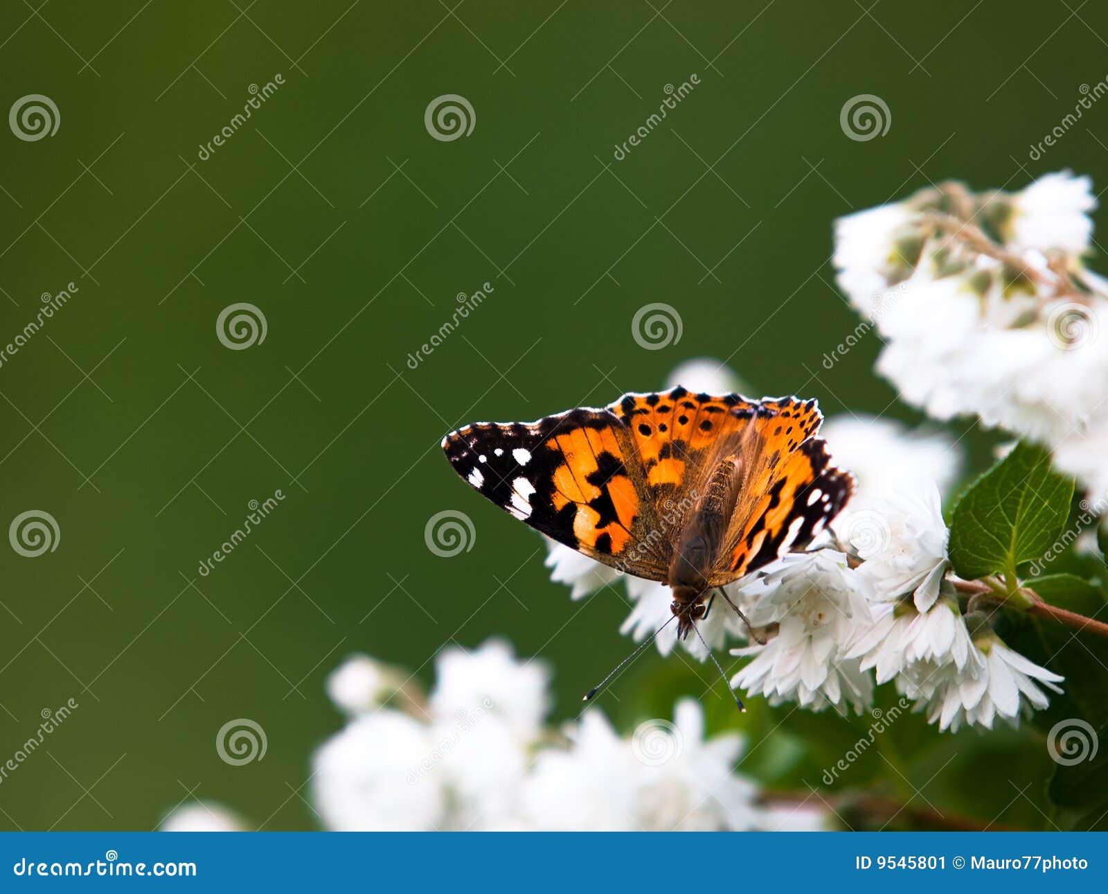 Vanessa Cardui Butterfly Royalty-Free Stock Photography | CartoonDealer ...