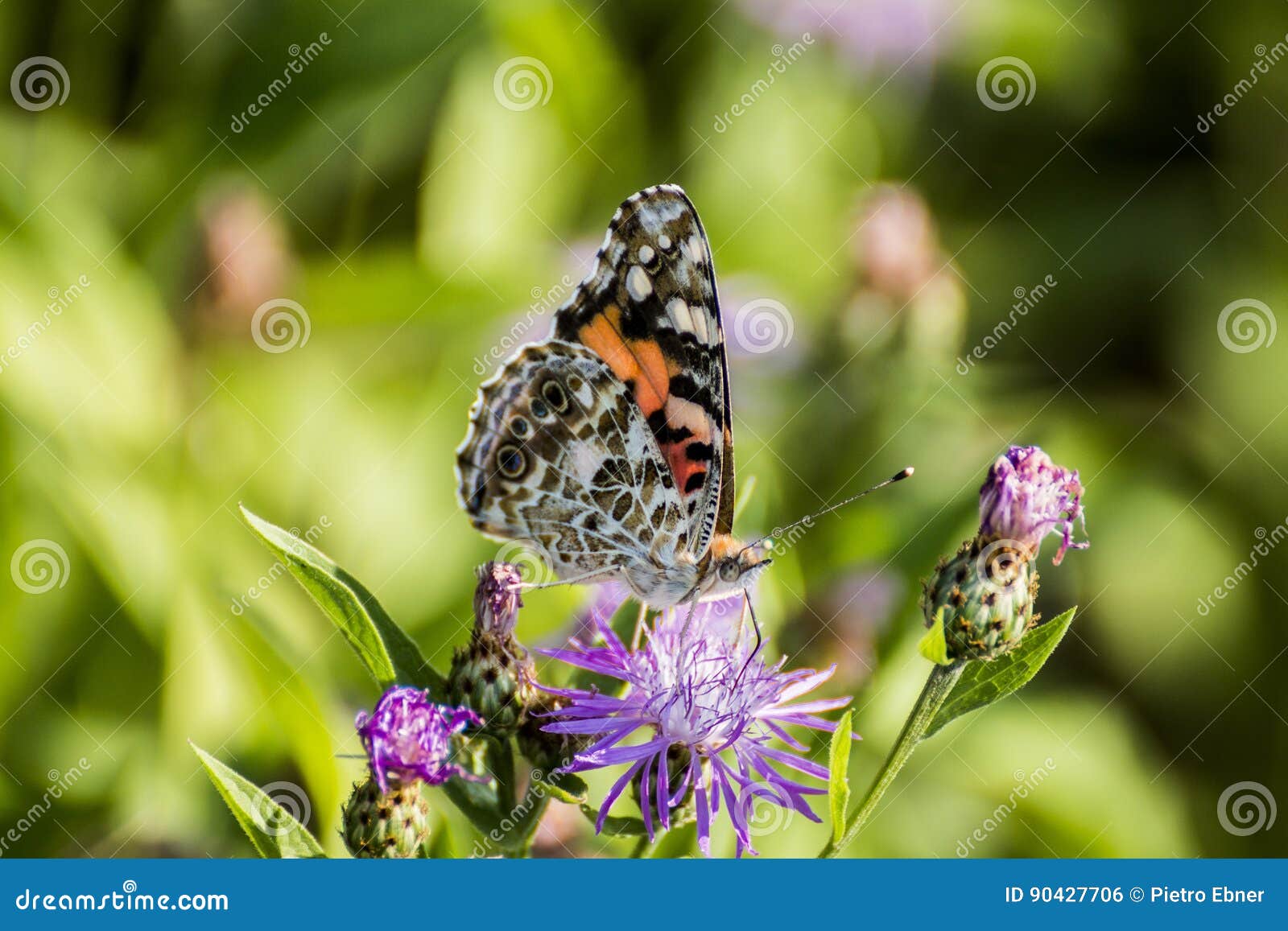 Collection of Italian Butterflies Photos - Dreamstime ID:27287
