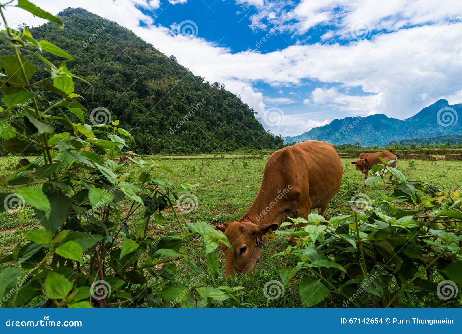 Vang Vieng,Laos,View,Cow stock photo. Image of animal - 67142654