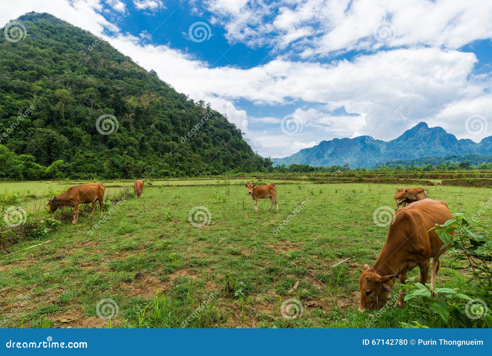 Vang Vieng,Laos,View,Cow stock photo. Image of nature - 67142780
